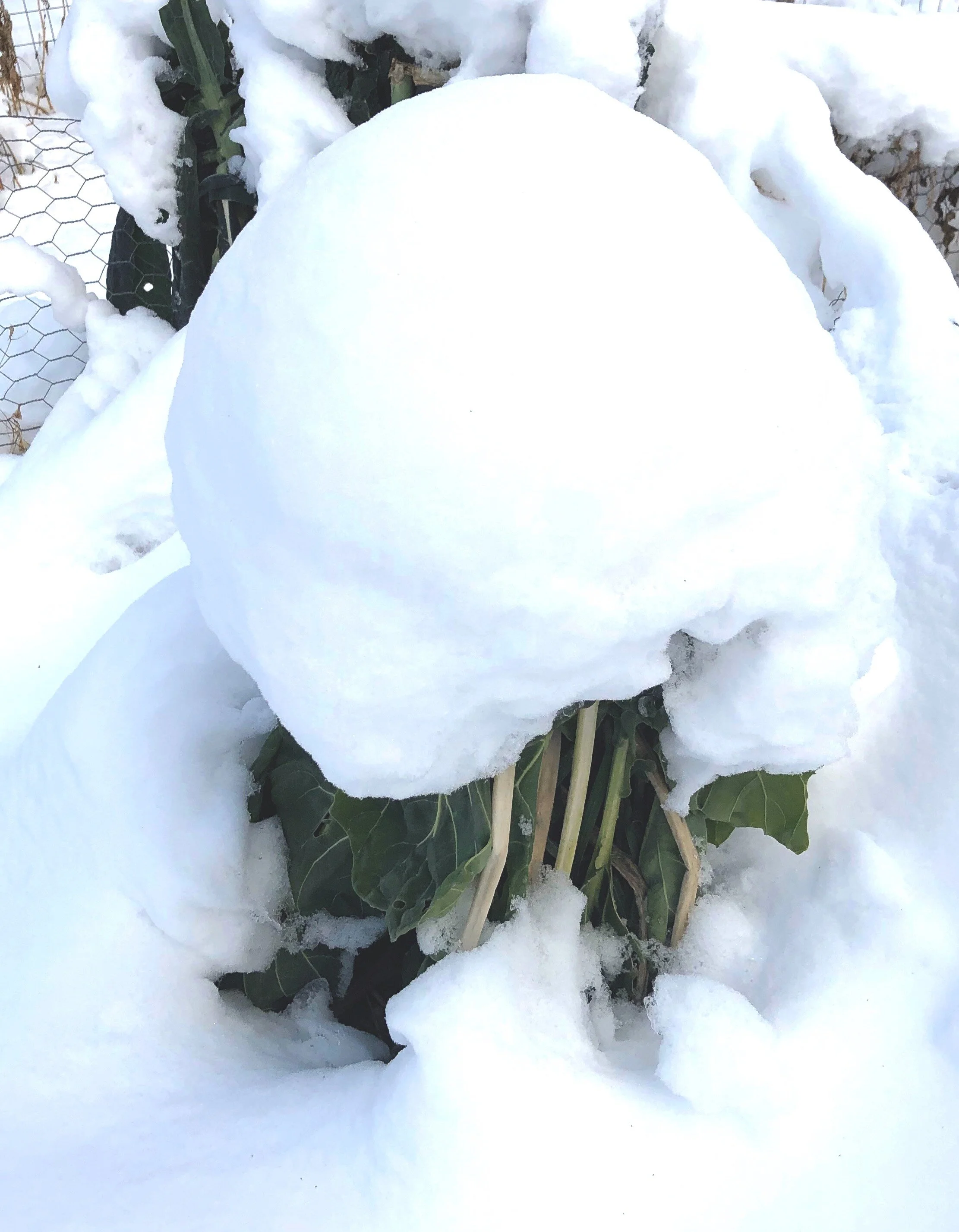 33 ~ The bounty of winter, and no GS. — A Bird in the Bush