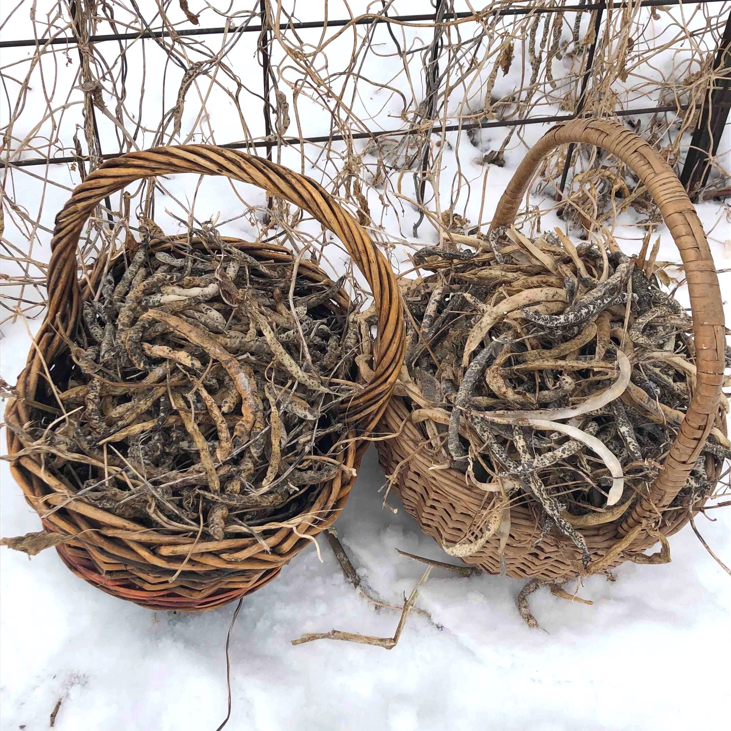 61 ~ There are snow peas, and snow beans… — A Bird in the Bush