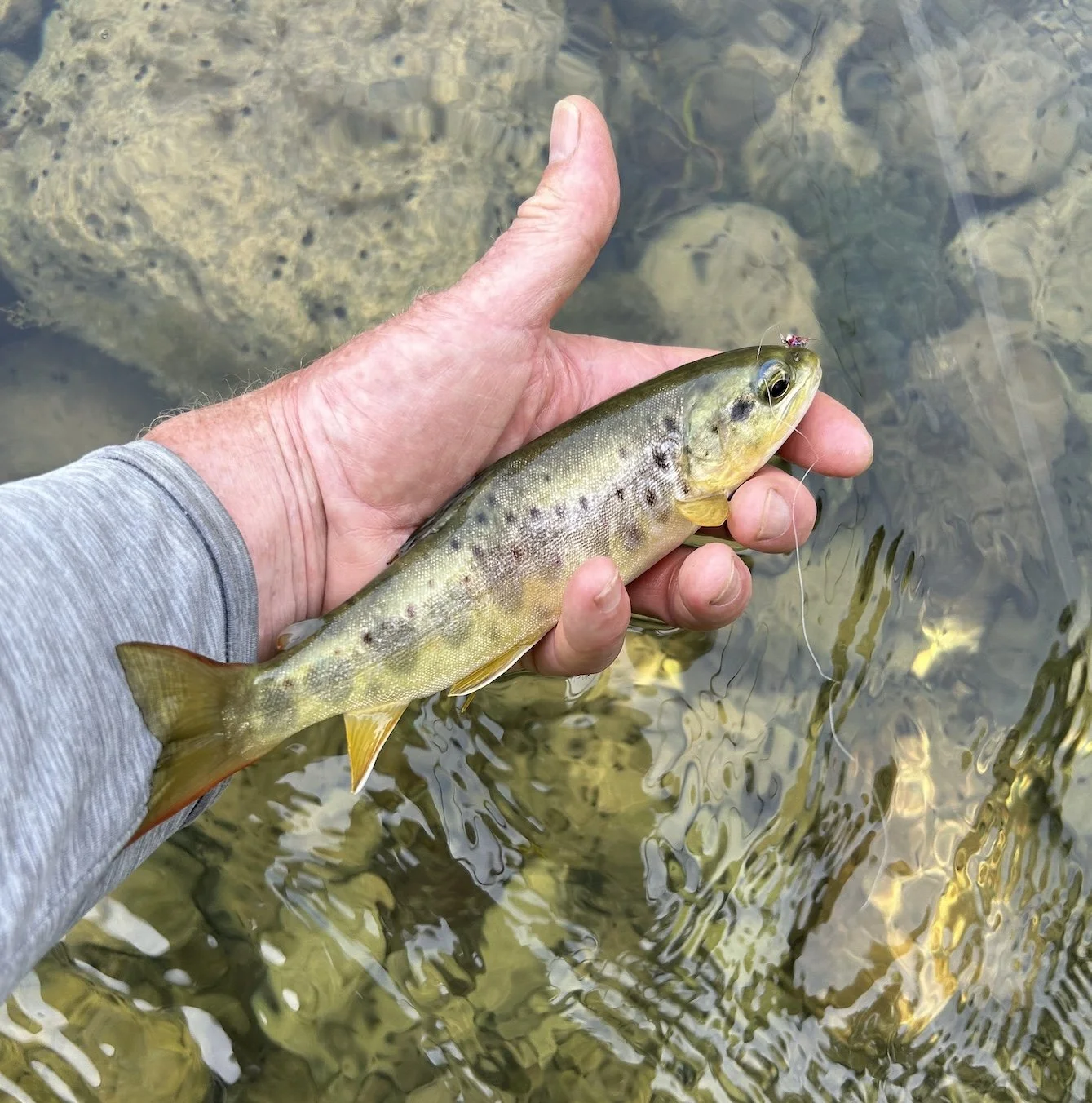 Trout fishing and eating in Sicily — A Bird in the Bush