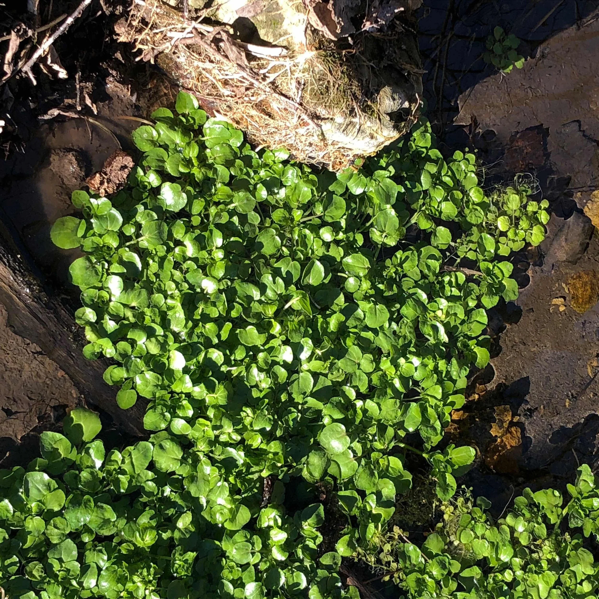 67 ~ Invasive species I love — A Bird in the Bush