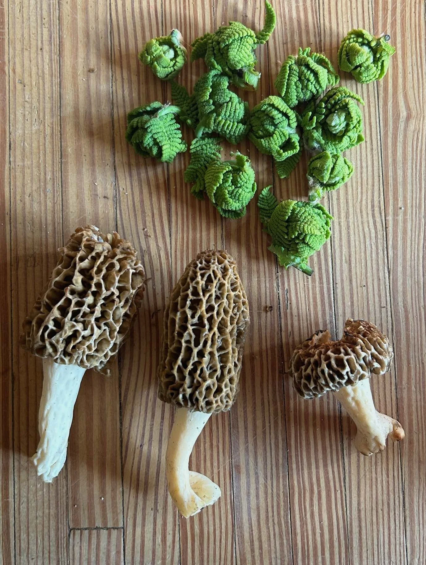 Morel season has started — A Bird in the Bush