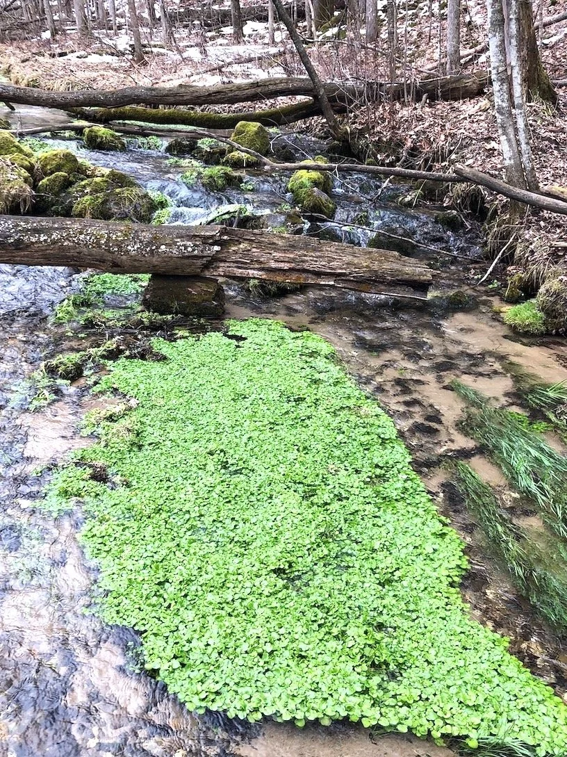 103 ~ February food, and flow — A Bird in the Bush