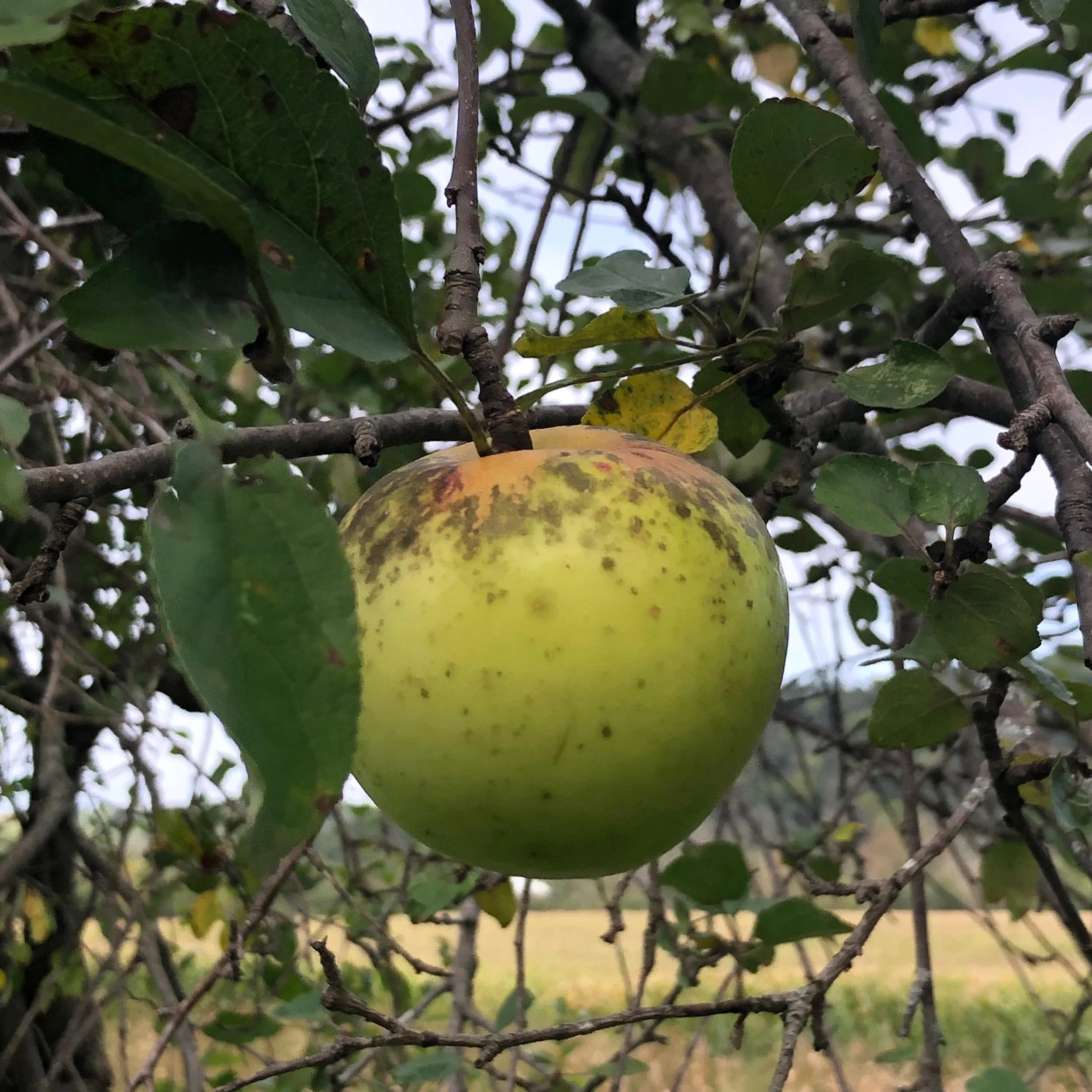 75 ~ Apples of my I — A Bird in the Bush