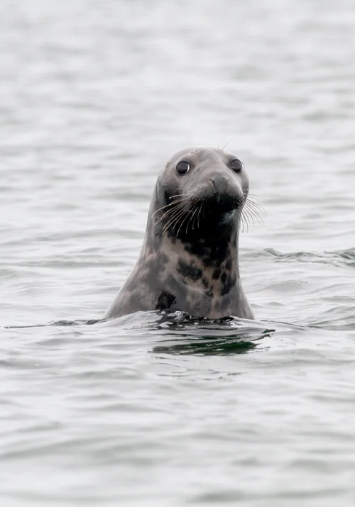 General 2 — Seals & Society