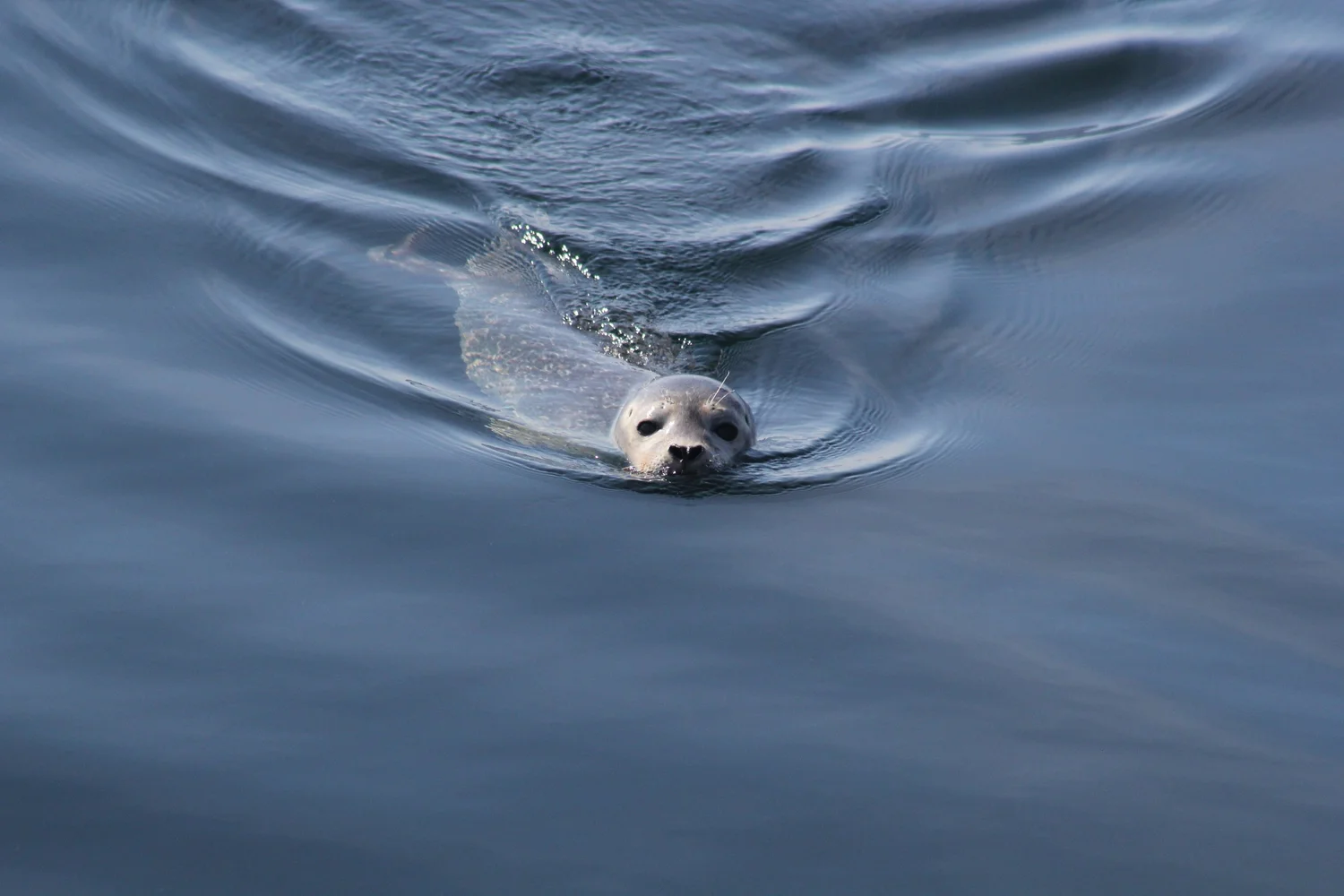 General 2 — Seals & Society