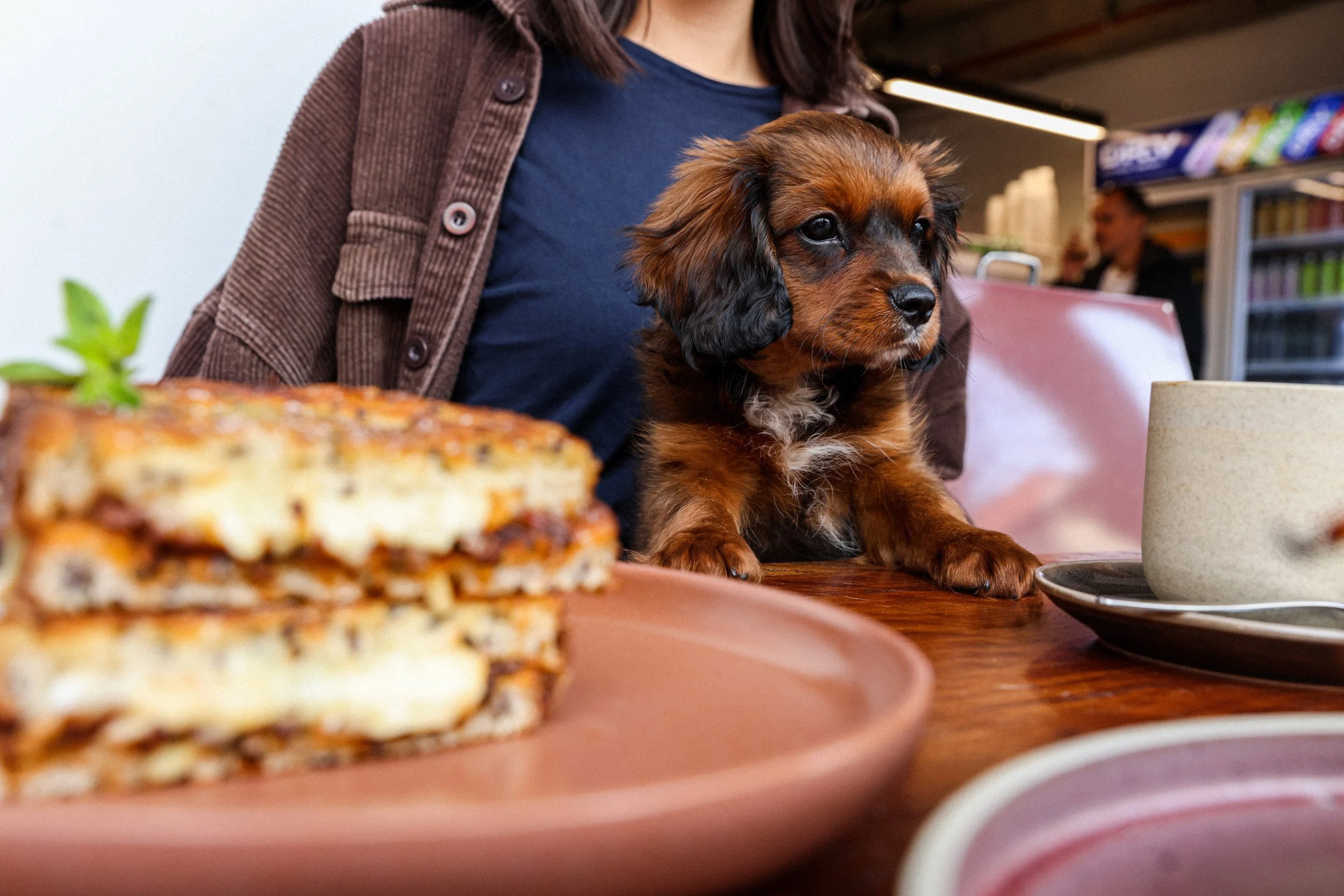 CAVALIER SPECIALTY COFFEE