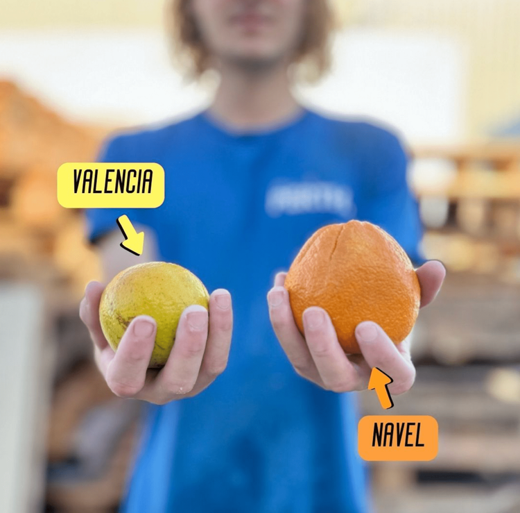 Fresh orange juice: Valencias vs Navel oranges. — Squished Juice