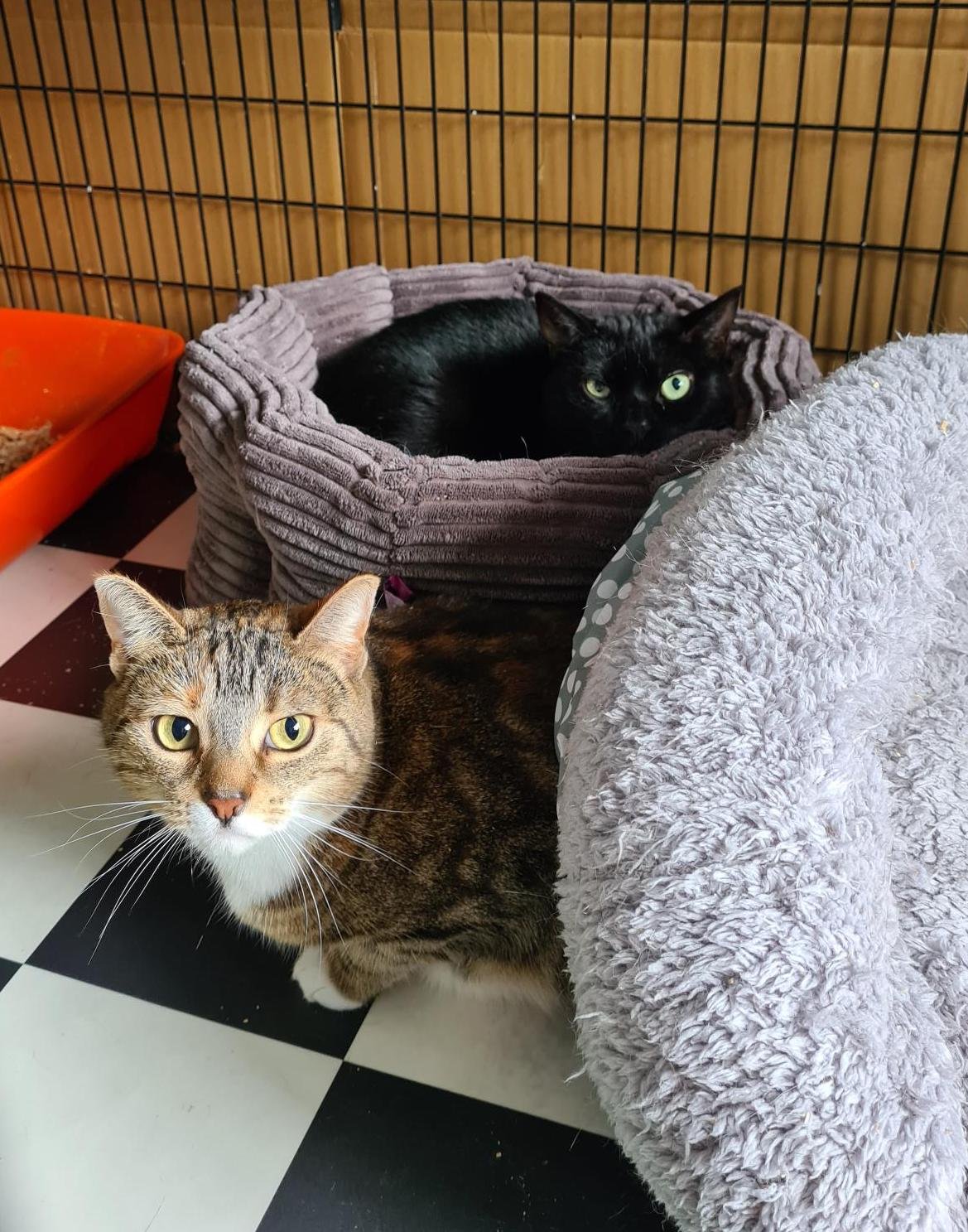 Adopt a cat or kitten — Lonely Miaow Association Inc