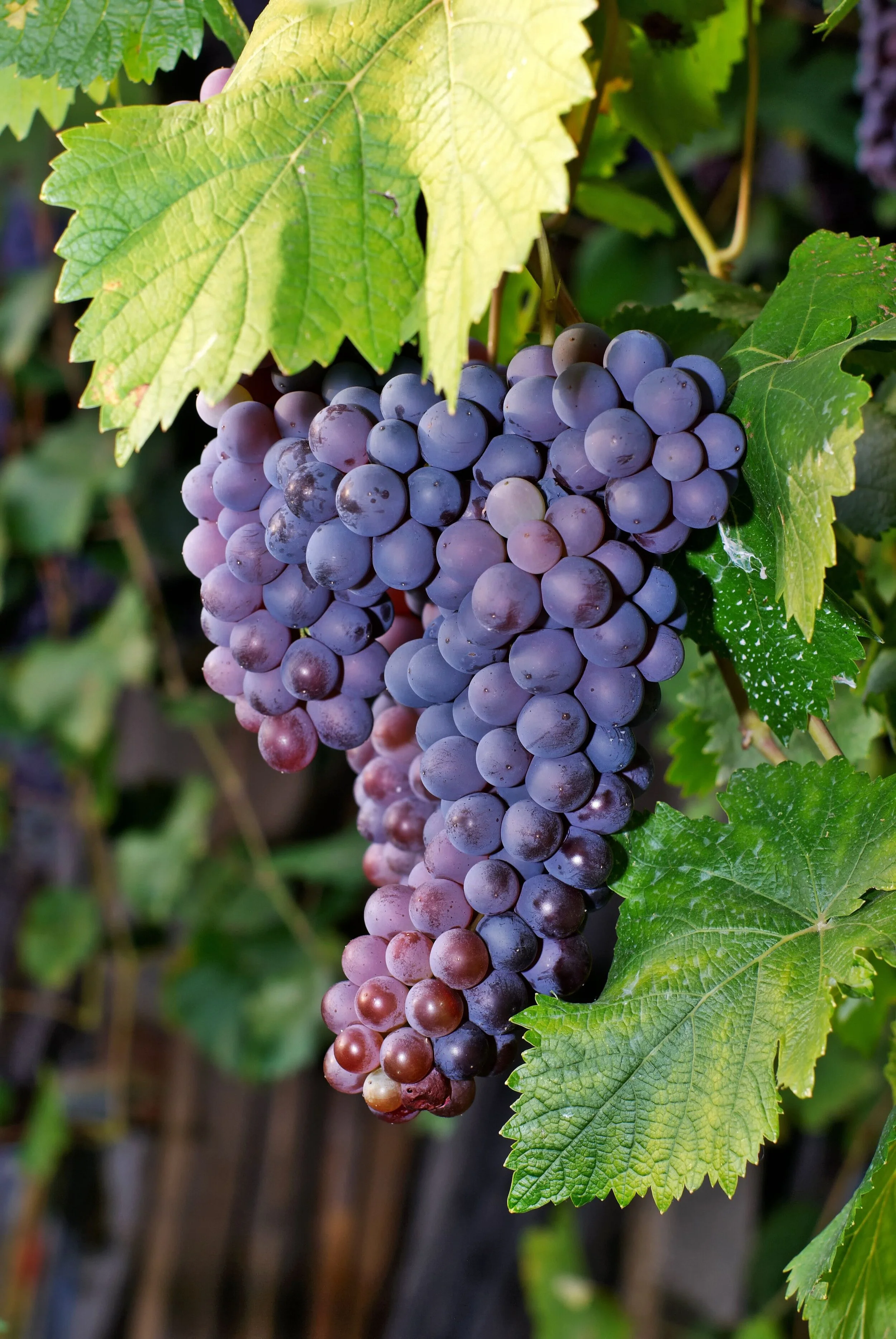 Merlot wine explained ( The Wine Guide ) — Smartblend