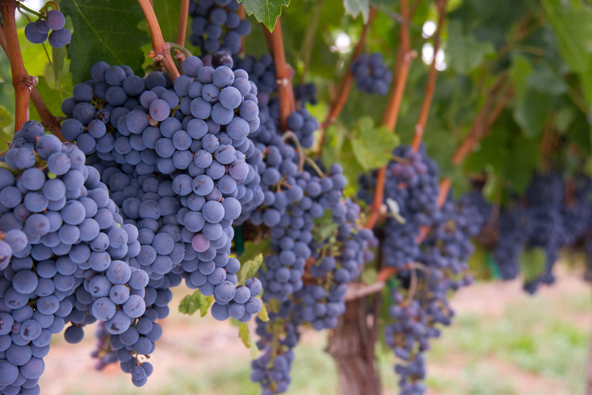 Merlot wine explained ( The Wine Guide ) — Smartblend