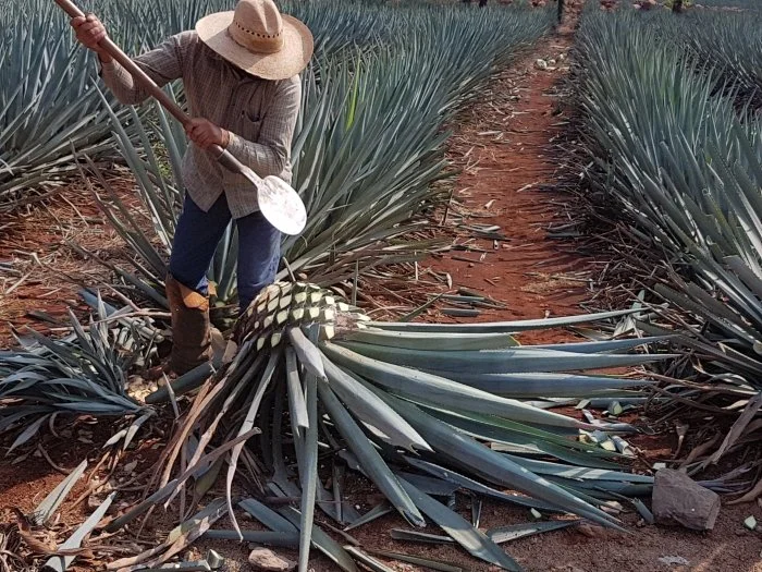 What Is Tequila? — Smartblend