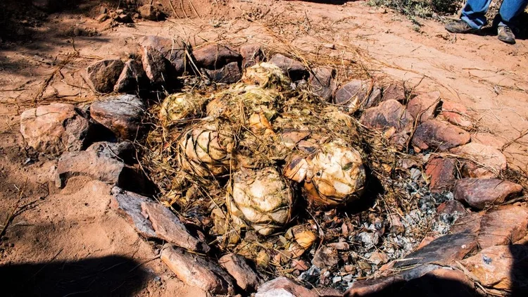 What Is Mezcal? - The “Smoky Tequila” — Smartblend