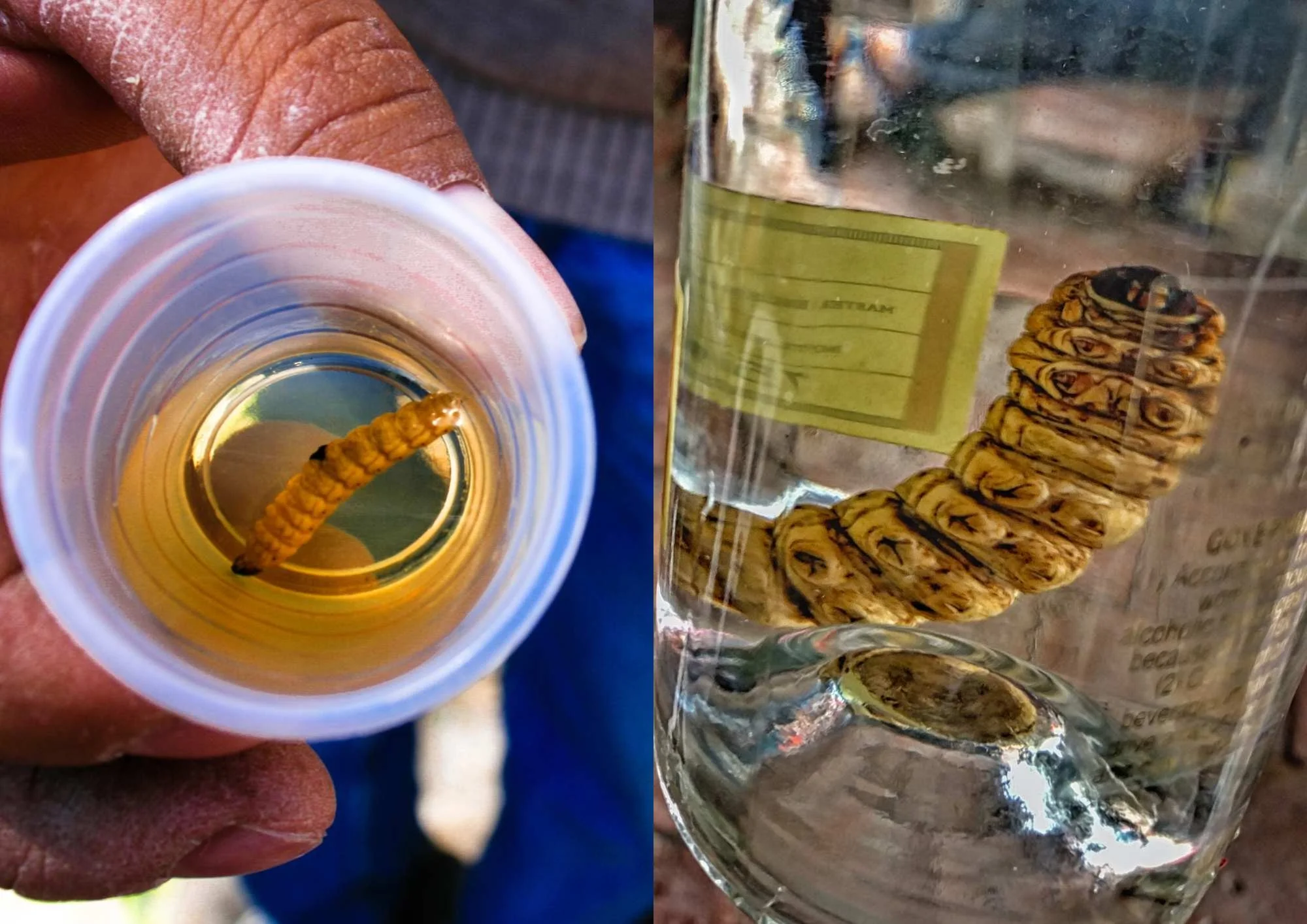 What is a Tequila Worm? Should you eat it? And why is it there ...