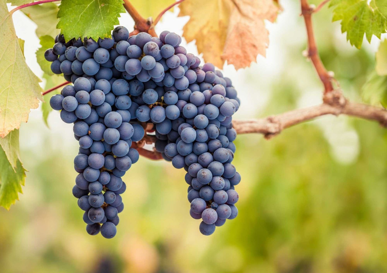 What Is Pinot Noir Wine — Smartblend