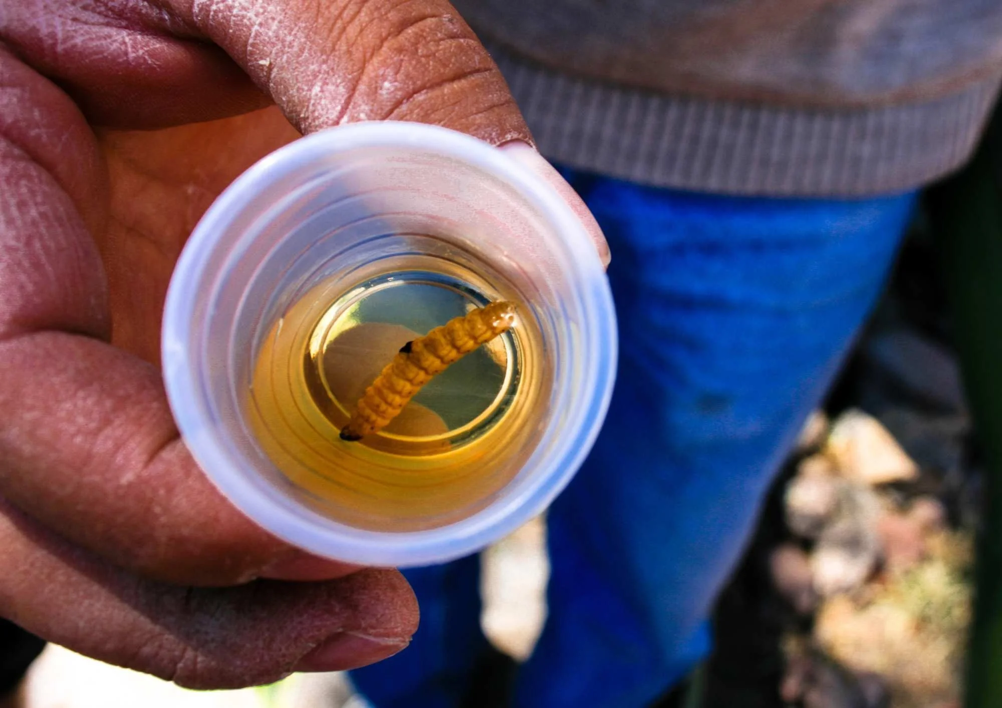 What is a Tequila Worm? Should you eat it? And why is it there ...