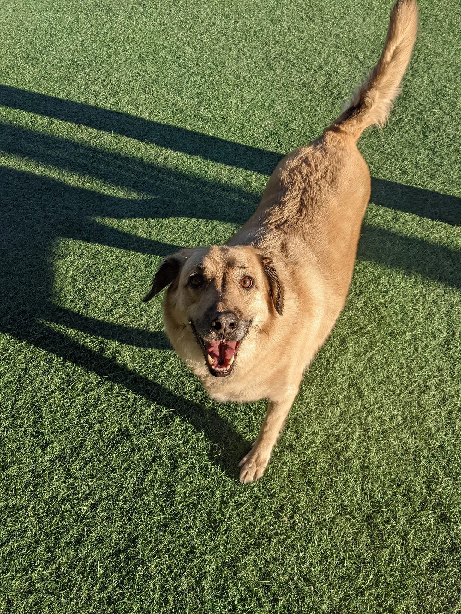 Available Animals — Lakeside Rescue