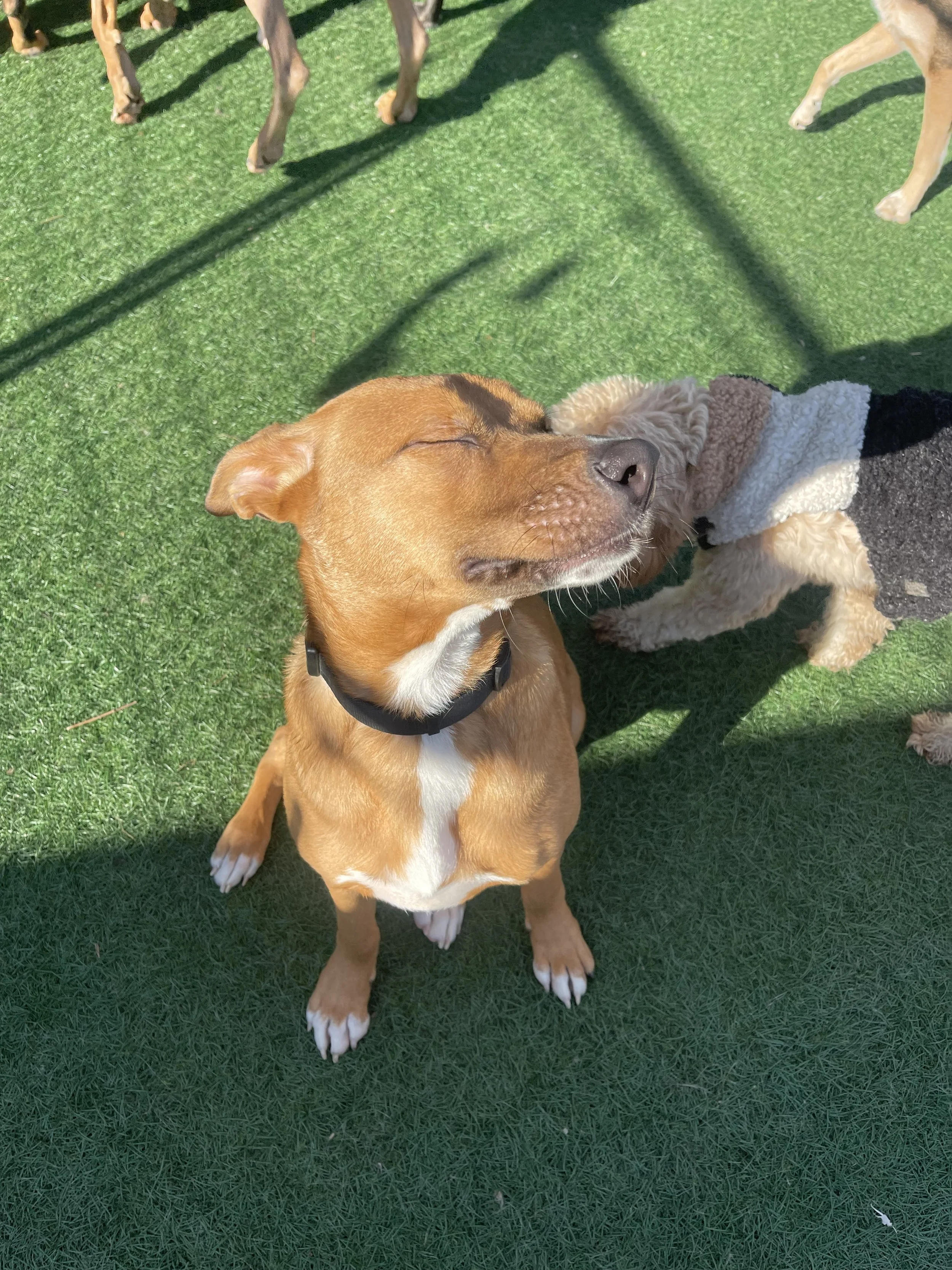 Available Animals — Lakeside Rescue