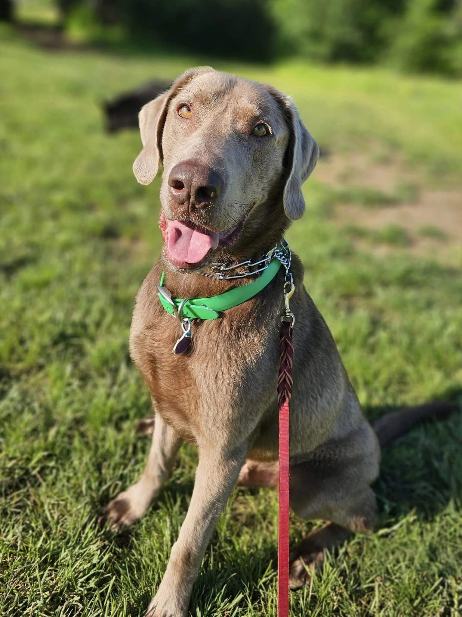 Available Animals — Lakeside Rescue