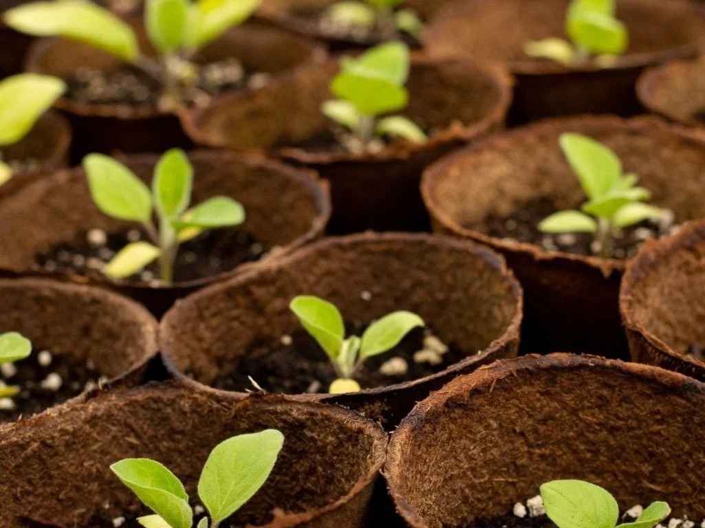 Georgia Organics Farm to School