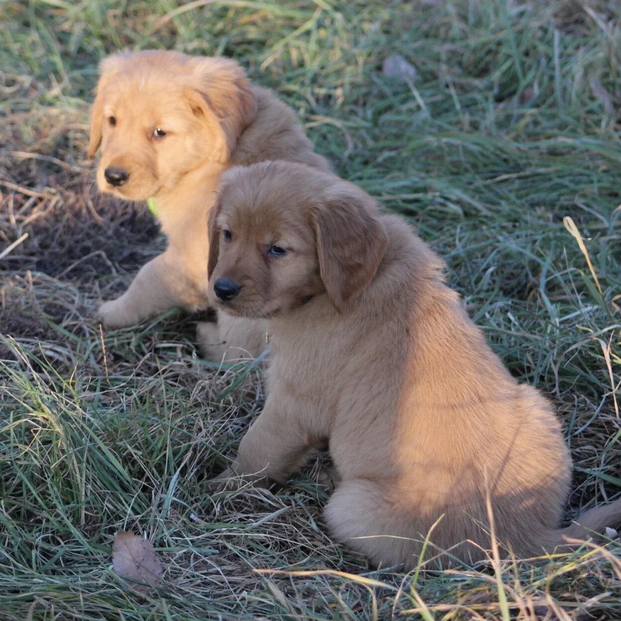 Stonewick Retrievers