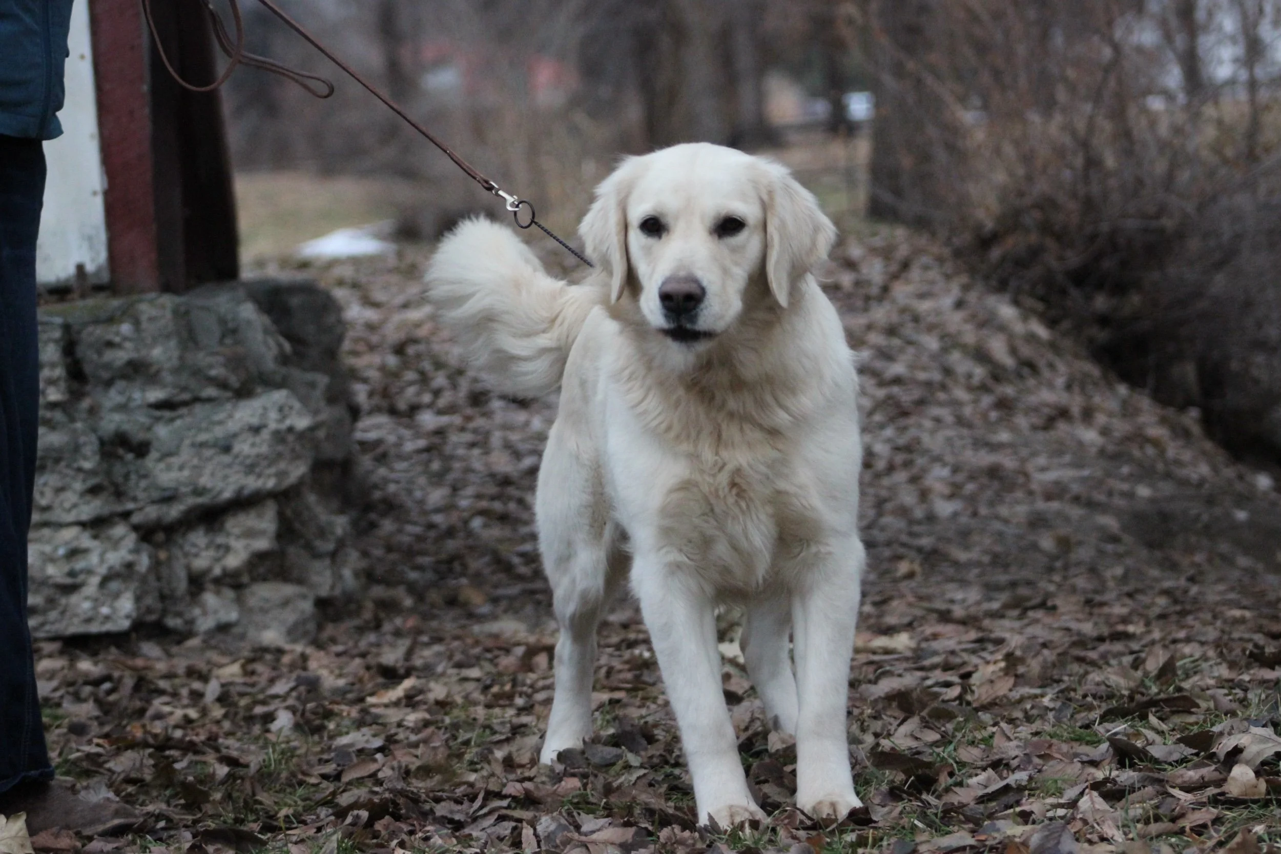 Current & Upcoming Litters — Stonewick Retrievers
