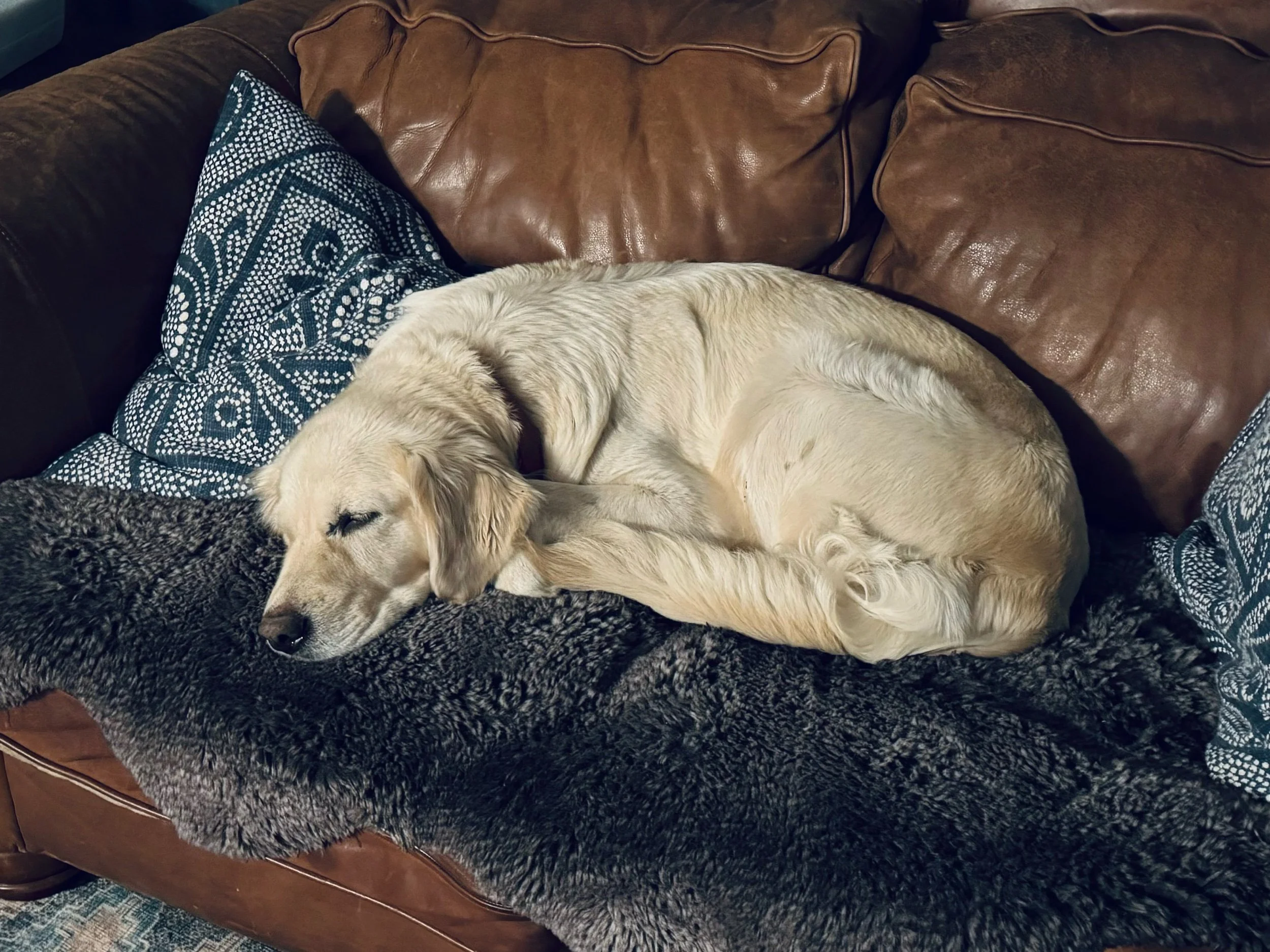 Current & Upcoming Litters — Stonewick Retrievers