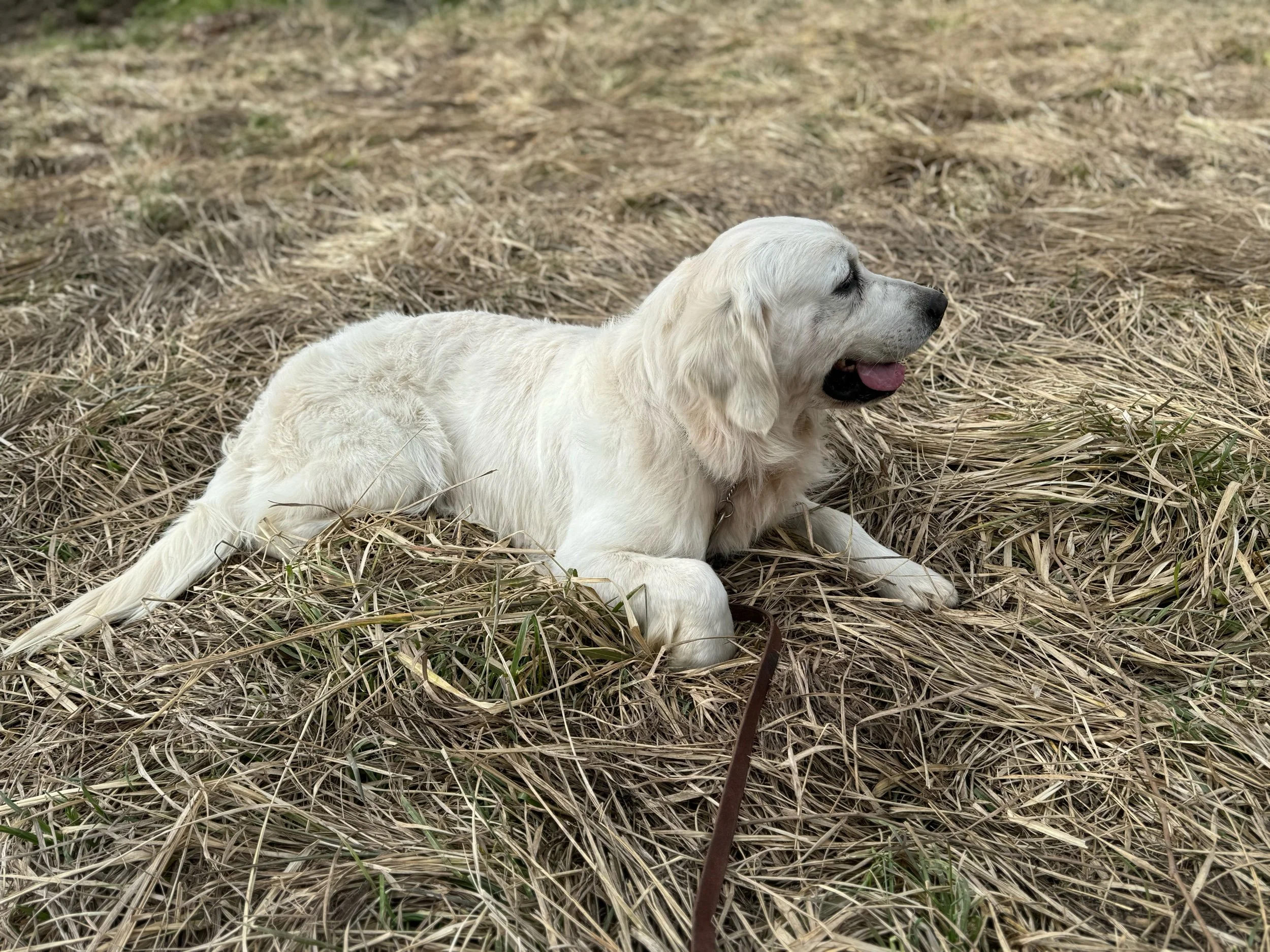 Current & Upcoming Litters — Stonewick Retrievers