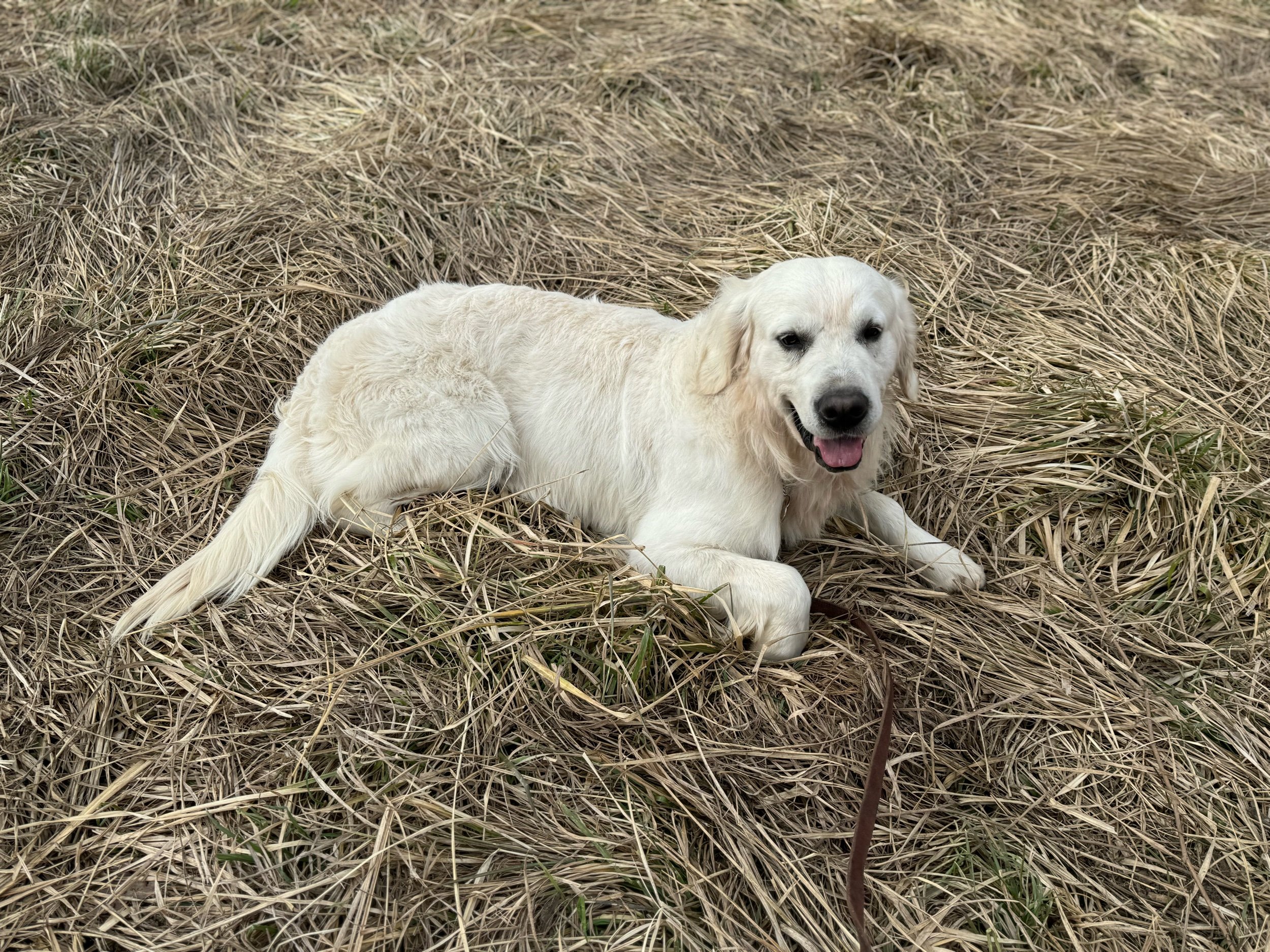 Current & Upcoming Litters — Stonewick Retrievers