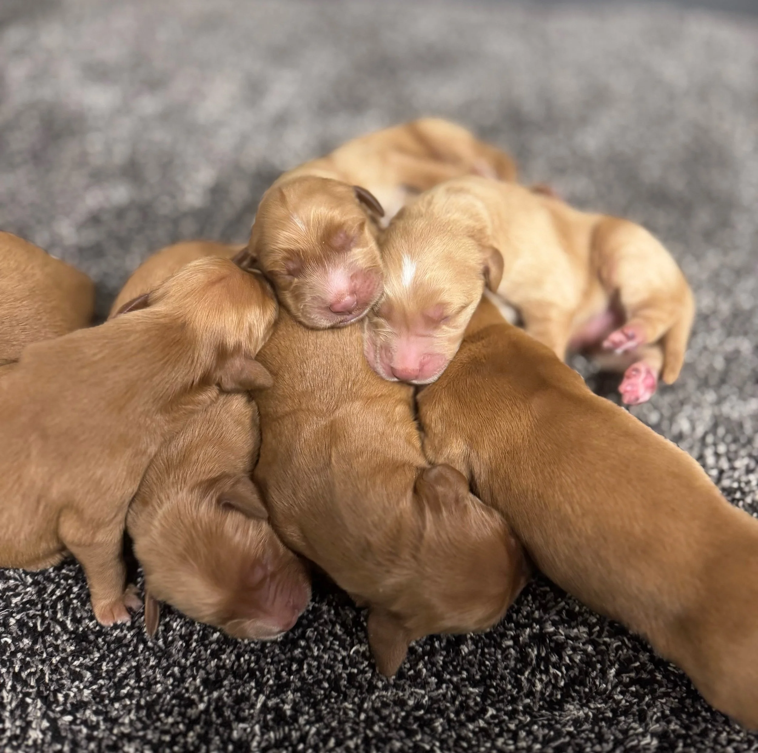 Current & Upcoming Litters — Stonewick Retrievers