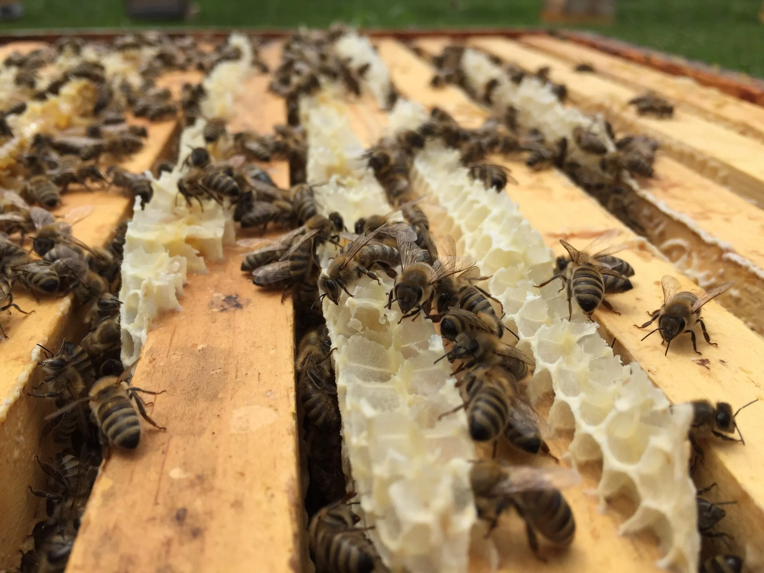 Manitoba Beekeeping