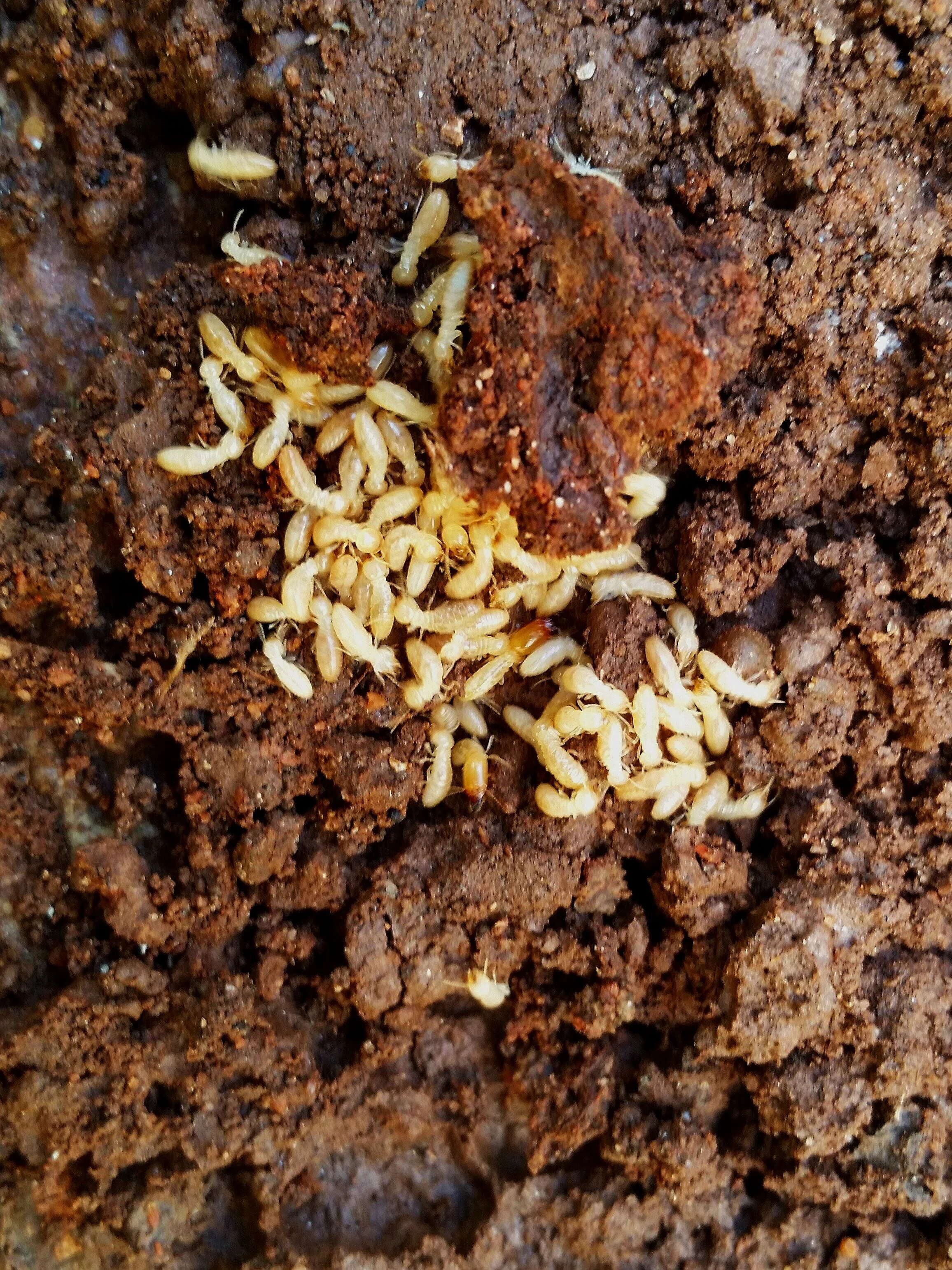 Protector Pest Solutions