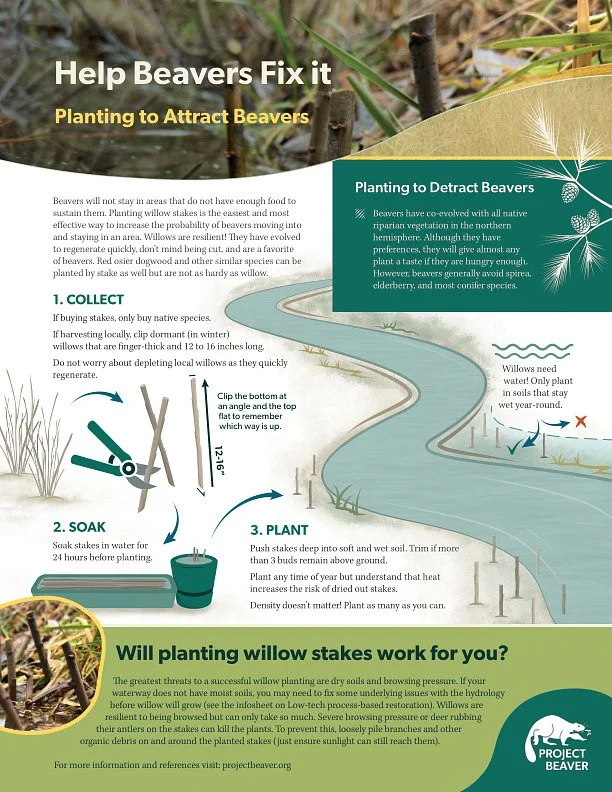 Planting to Attract Beavers — Project Beaver