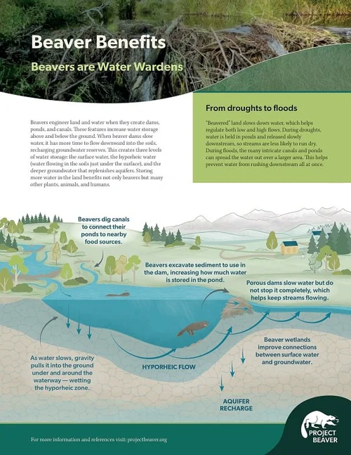 Beavers are Water Wardens — Project Beaver