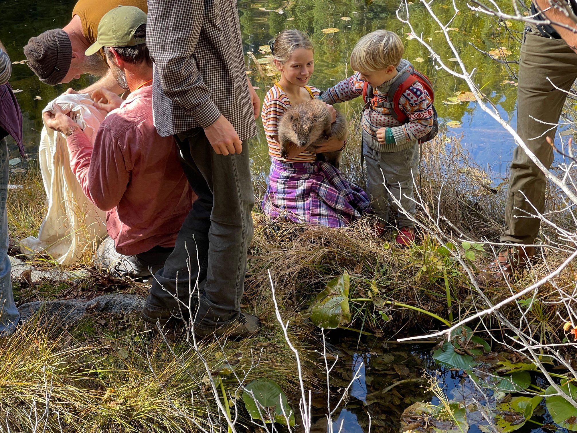 Beaver Live Trap and Beaver Relocation — Project Beaver