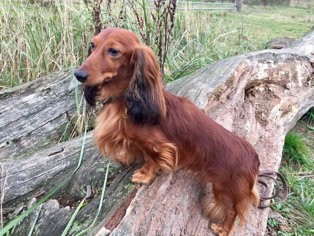 Teckel Facts — vom Weberschlösschen