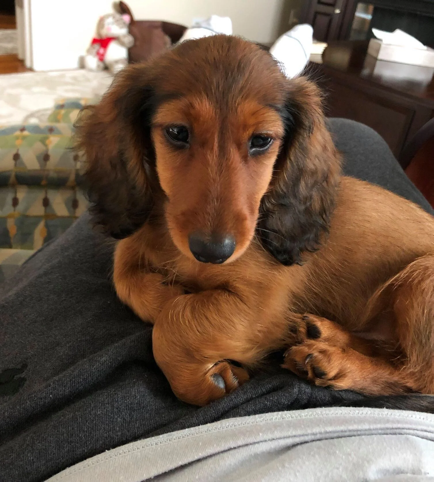 Teckel Facts — vom Weberschlösschen