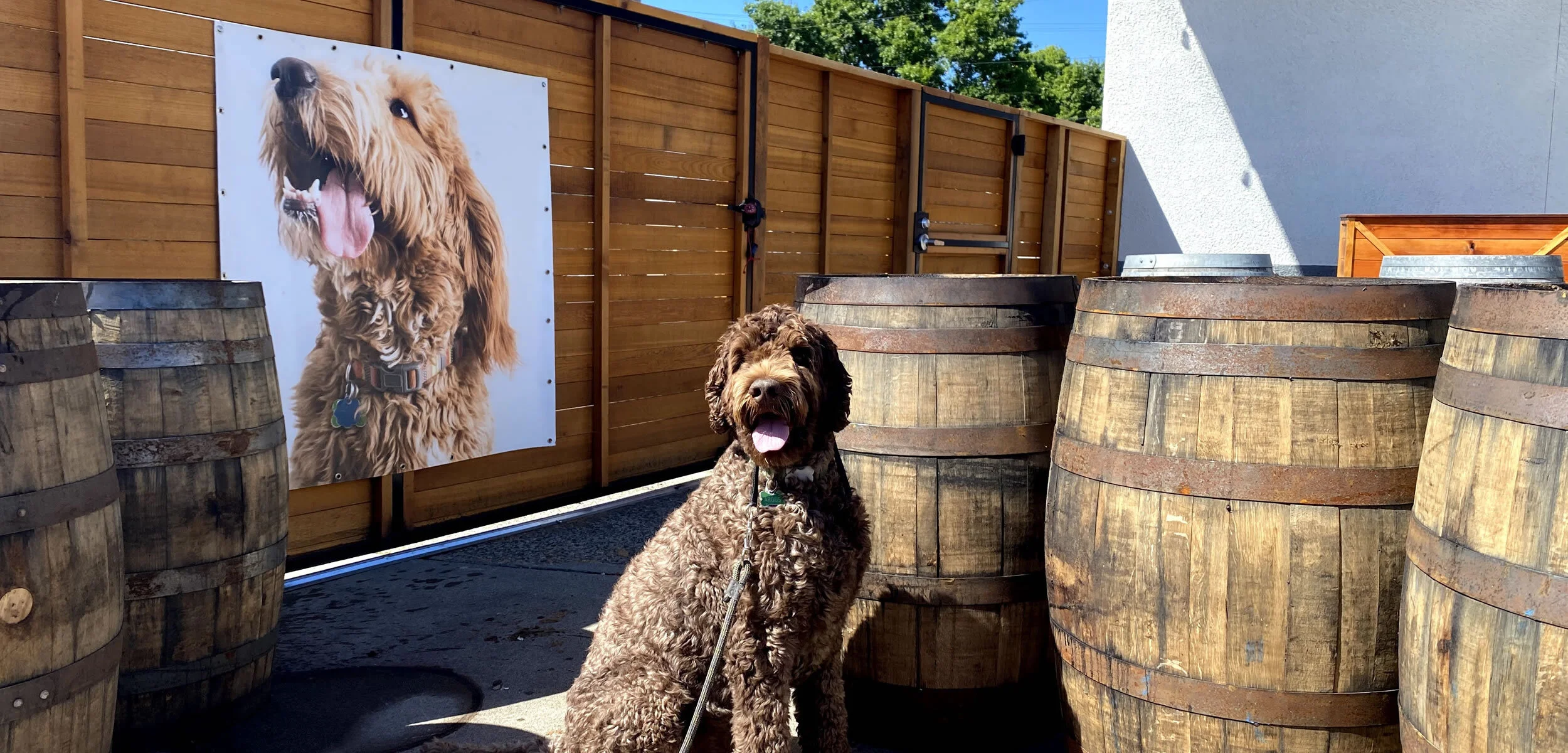 Dog Yard Bar - Ballard Dog Friendly Bar