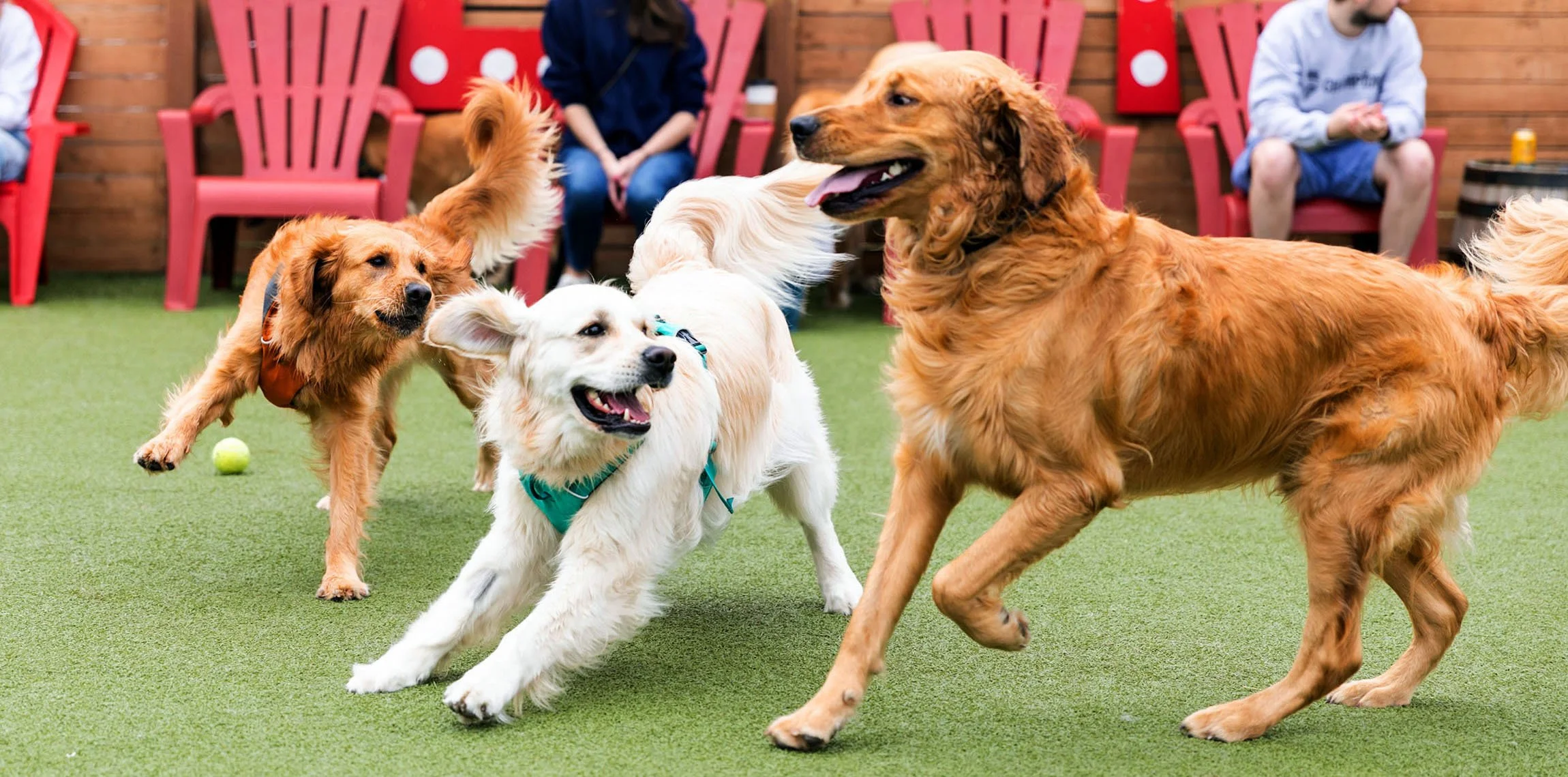Dog Yard Bar - Ballard Dog Friendly Bar