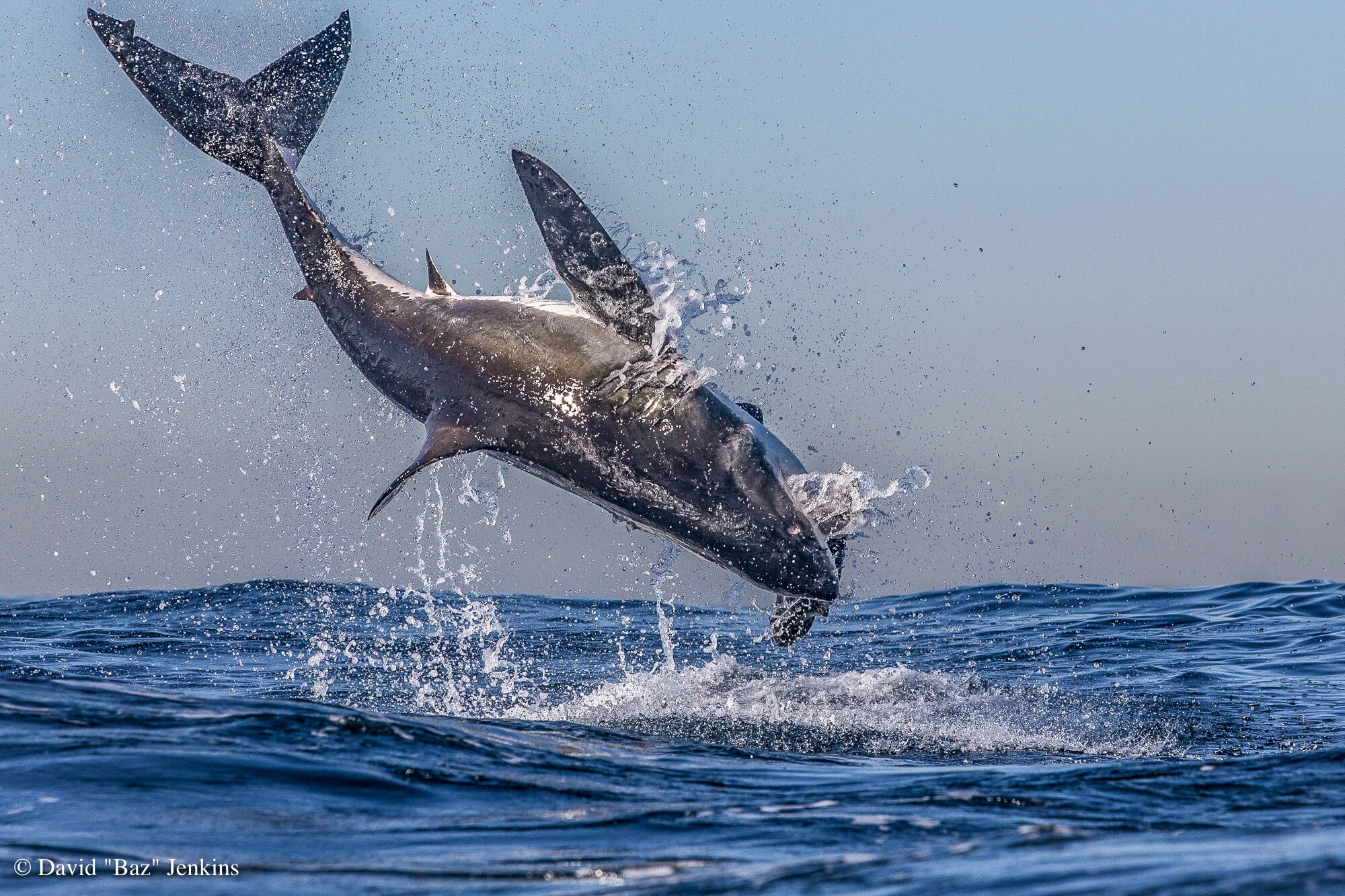Great White Shark Jumping Out Of Water Planet Earth