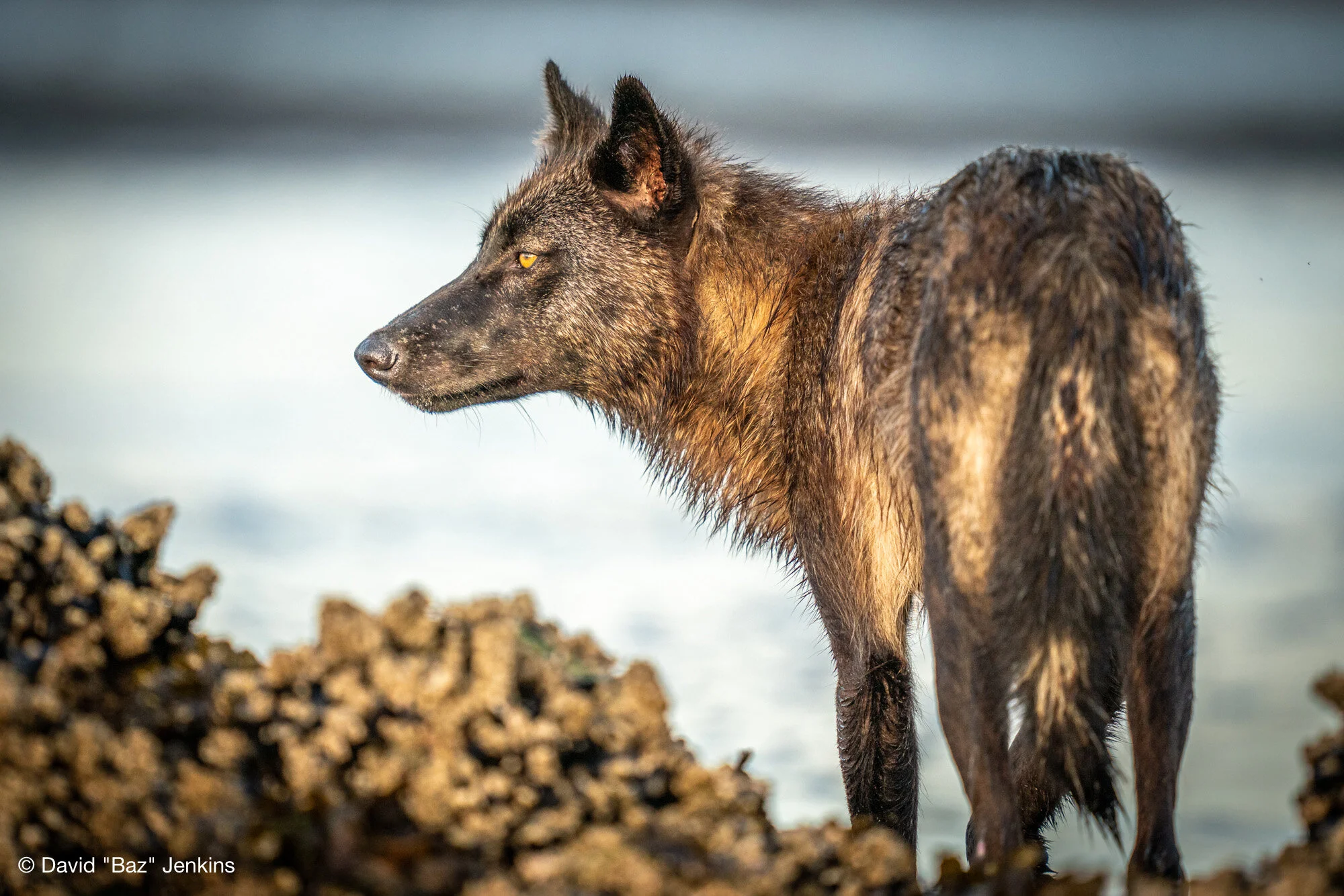 Brown Wolf