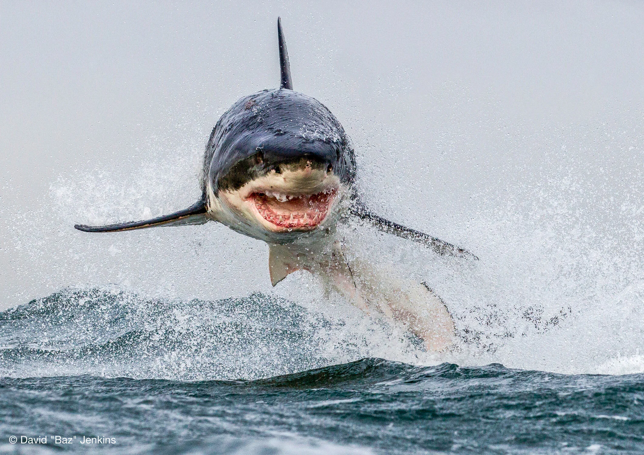 Great White Shark Pictures
