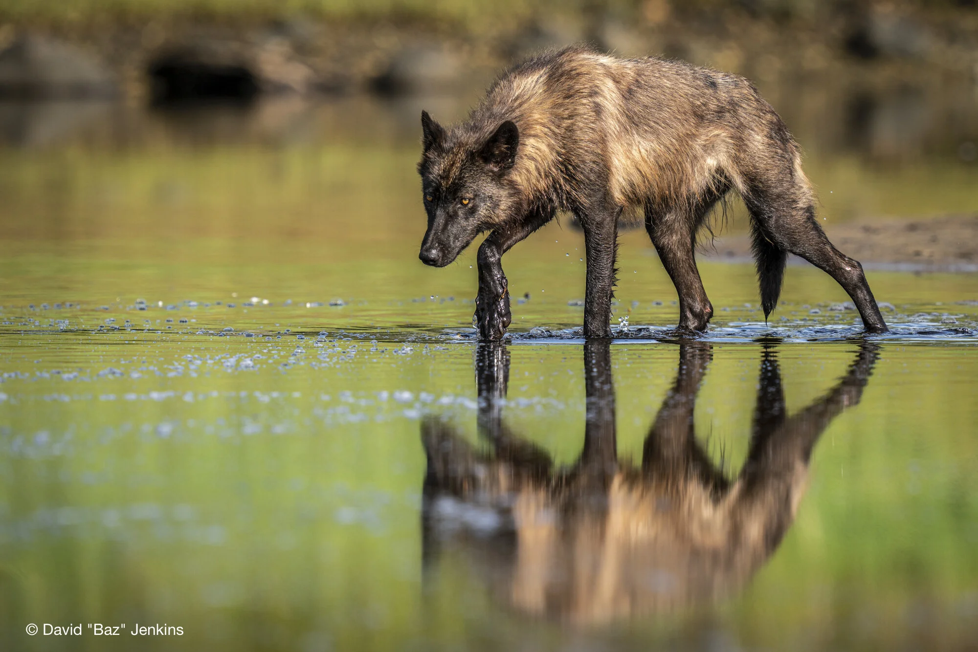 Coastal Wolves — TrackerBaz