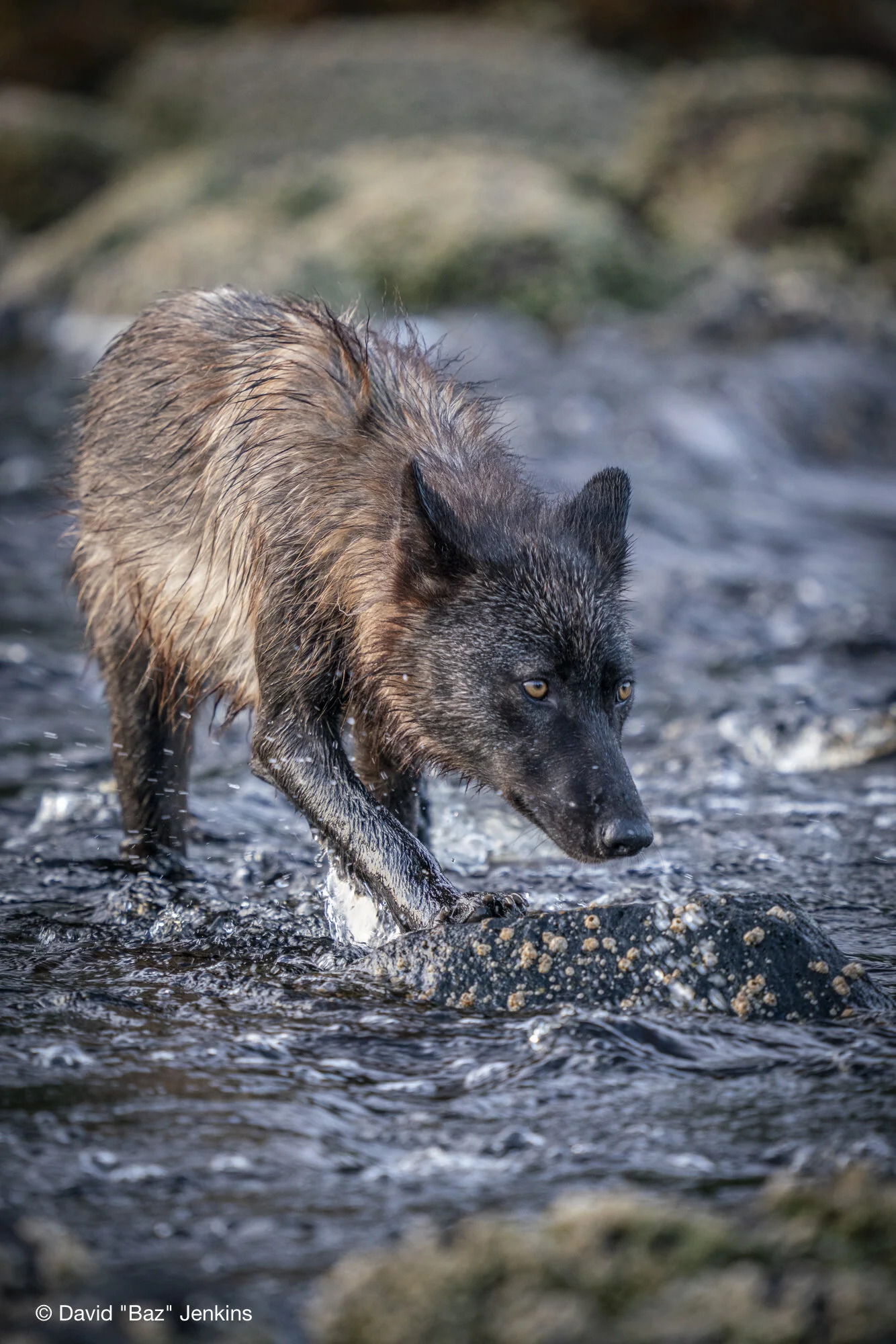 Coastal Wolves — TrackerBaz