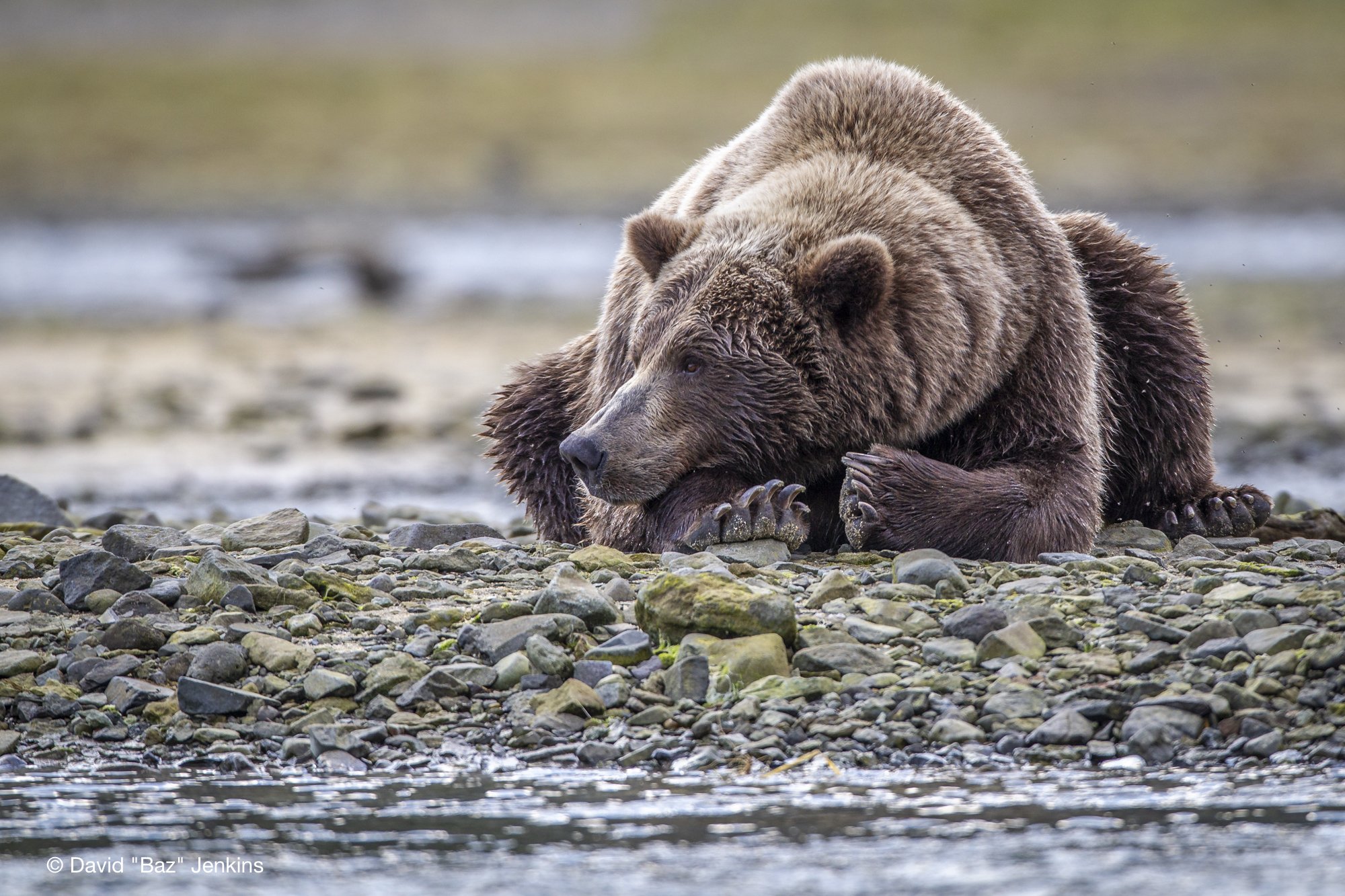 TrackerBaz Wildlife Photography