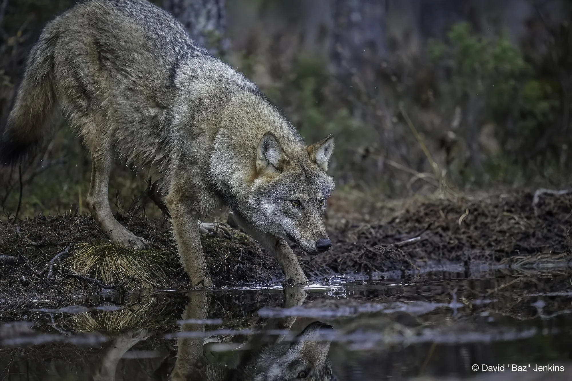 TrackerBaz Wildlife Photography