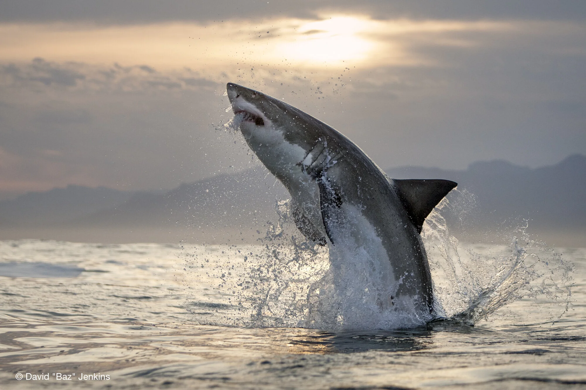 Great White Shark Breaching Hd