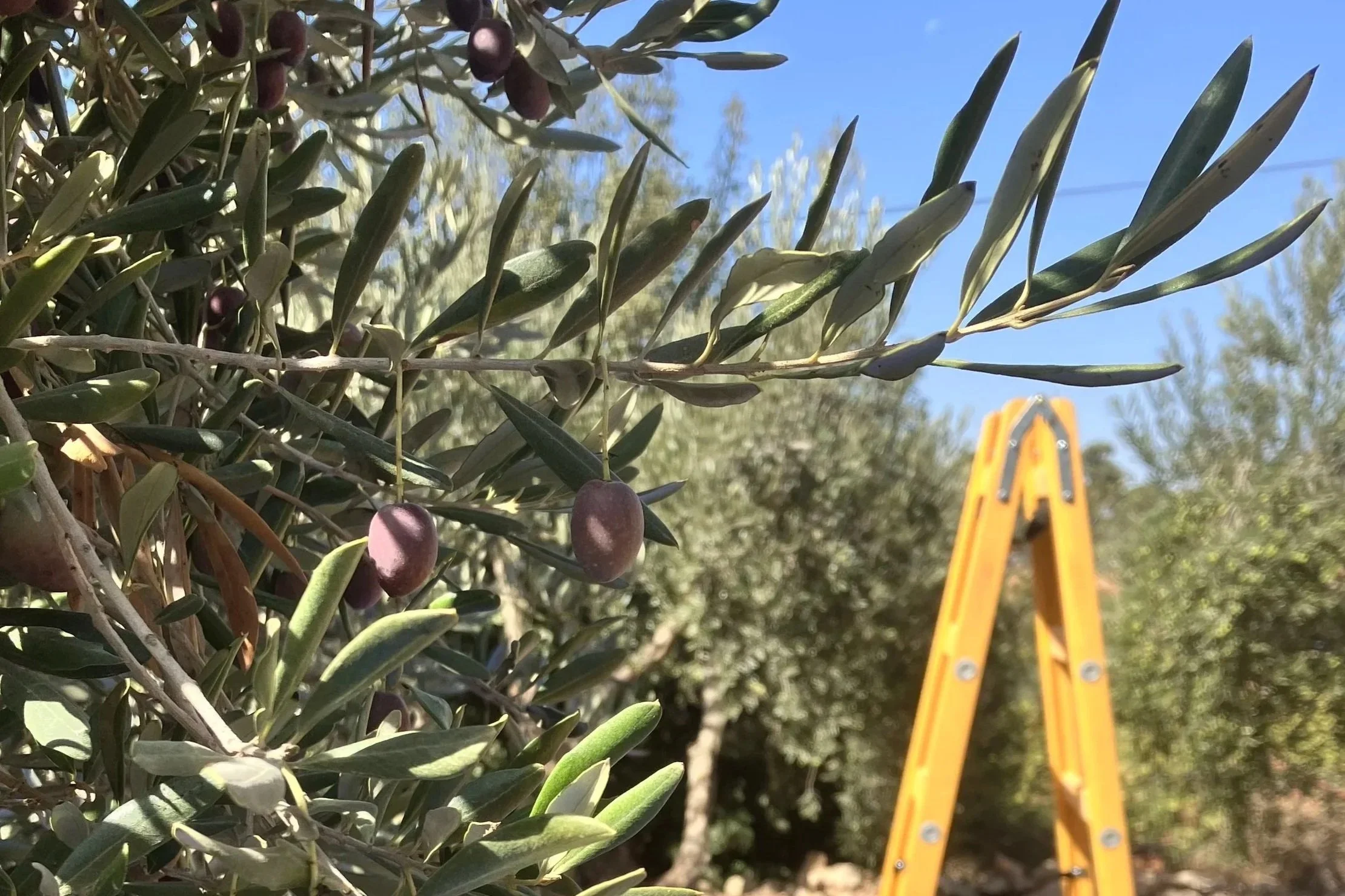 Understanding Israeli Settlements: Context, Impact, and What You Need ...