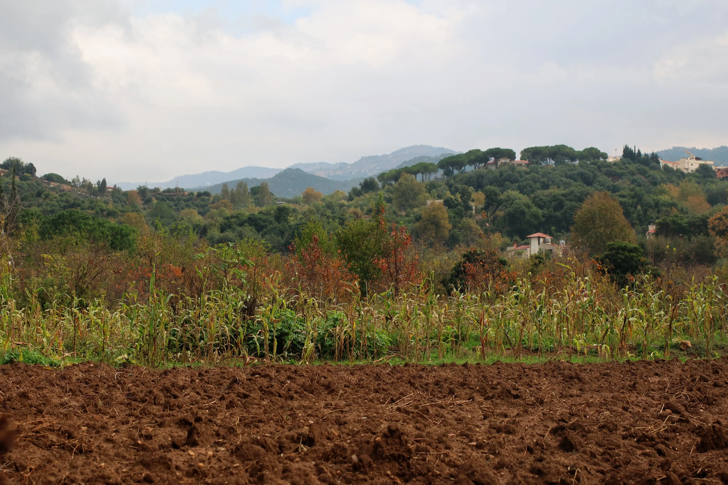 Weekly devotion: Planting a Sustainable Future — Embrace the Middle East