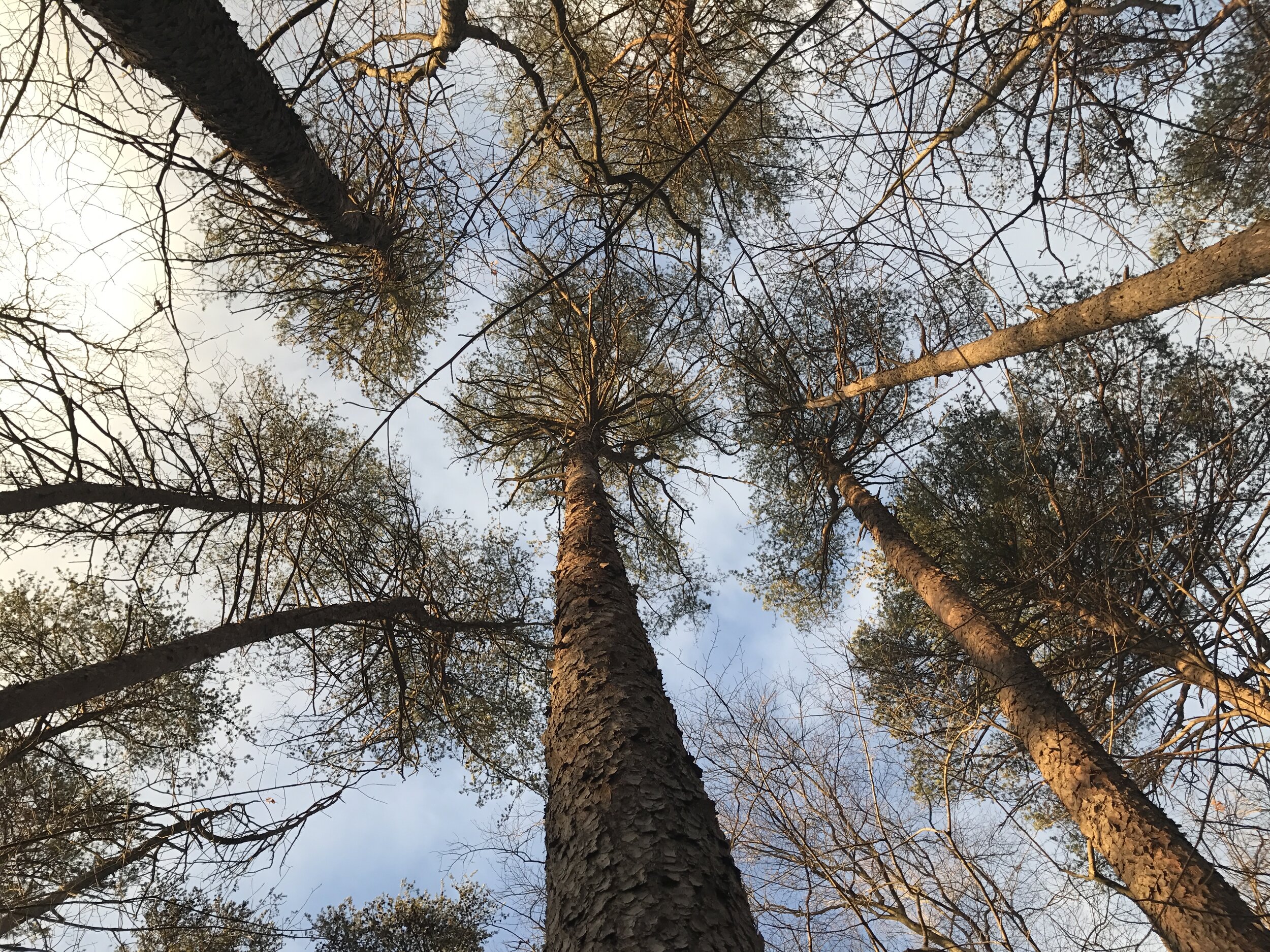 Open Rivers Consulting Associates