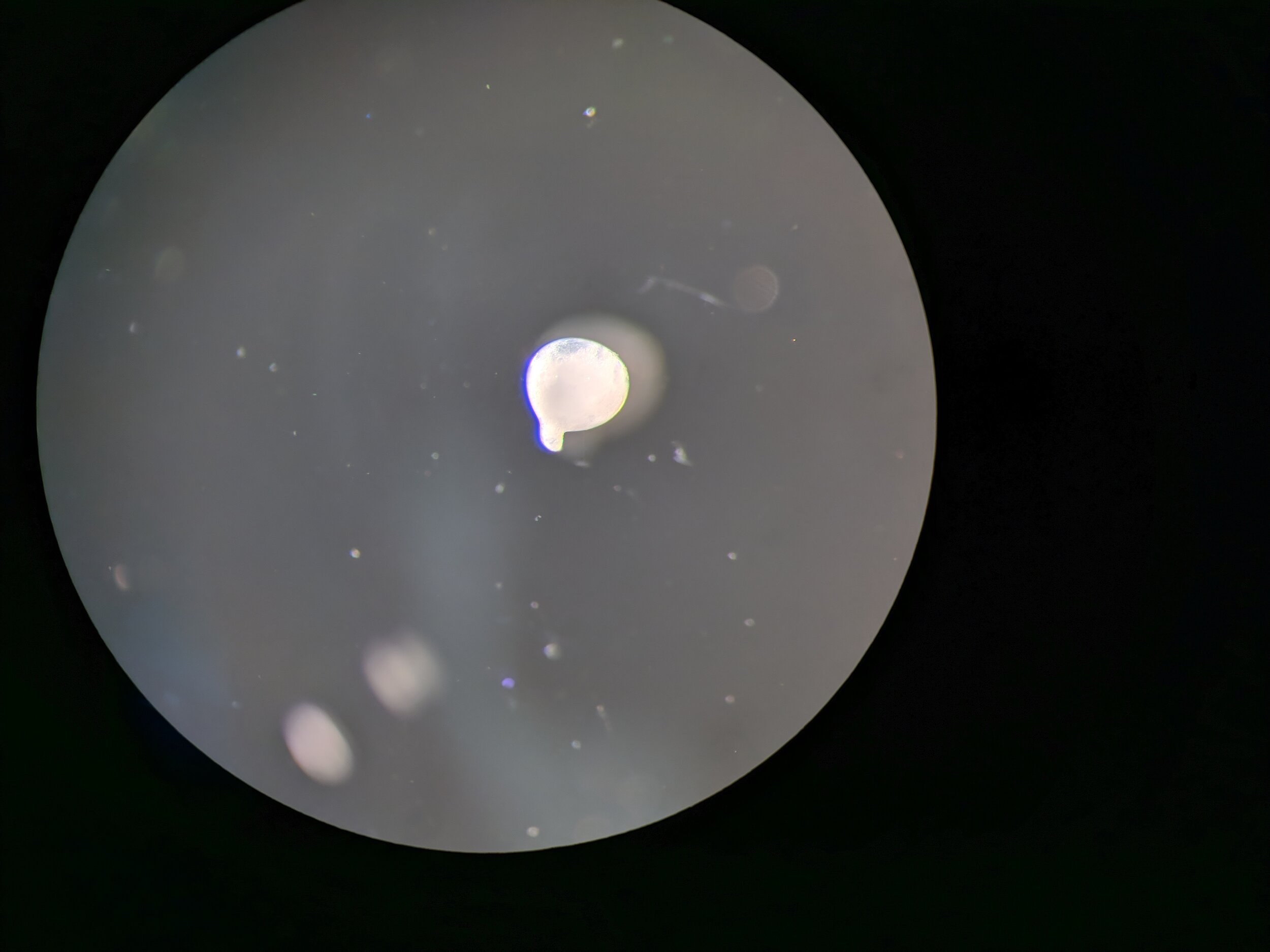 M.e. Morphological Identification — FINDMe